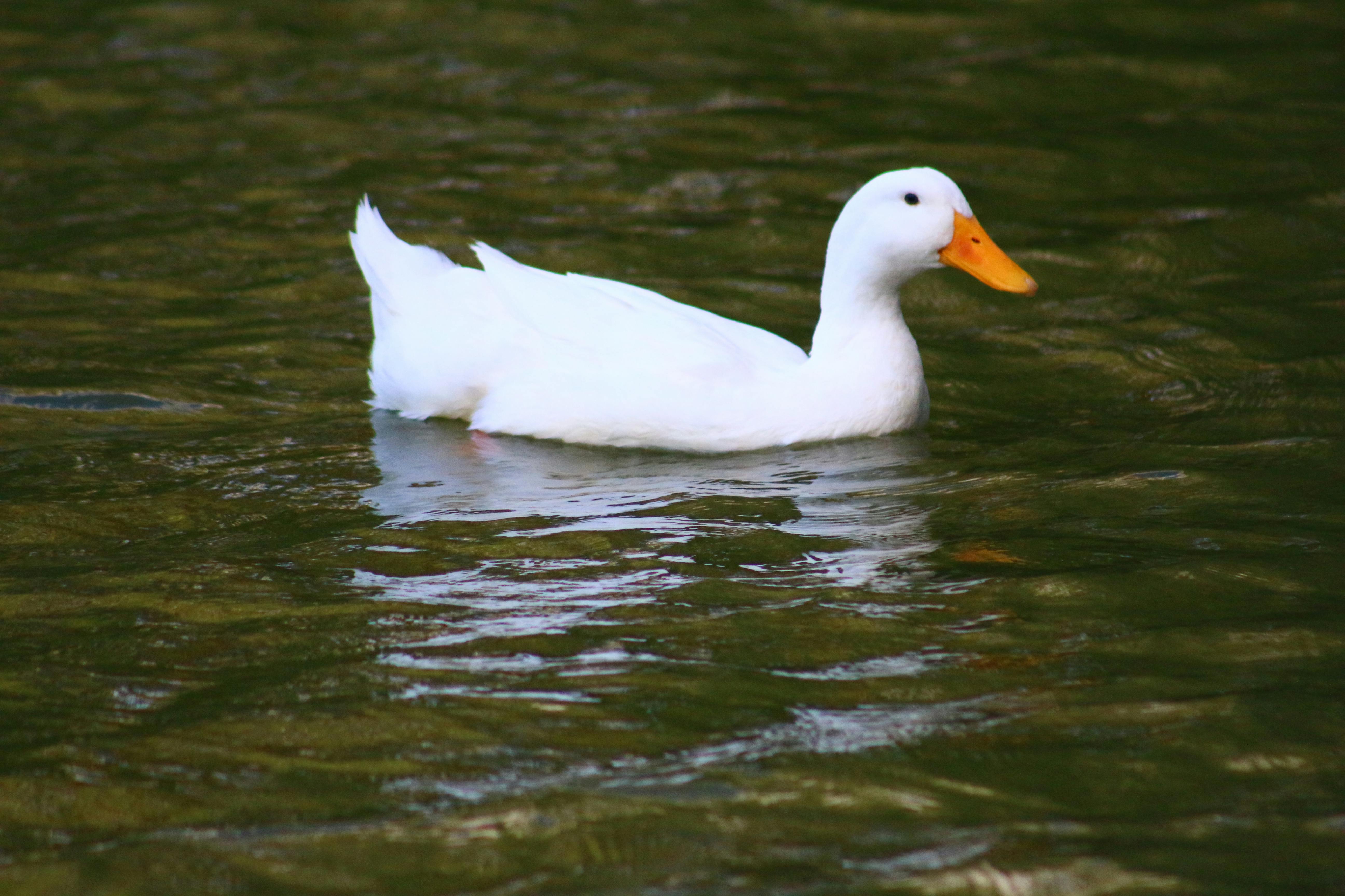 Musacan Eruygur - Photography