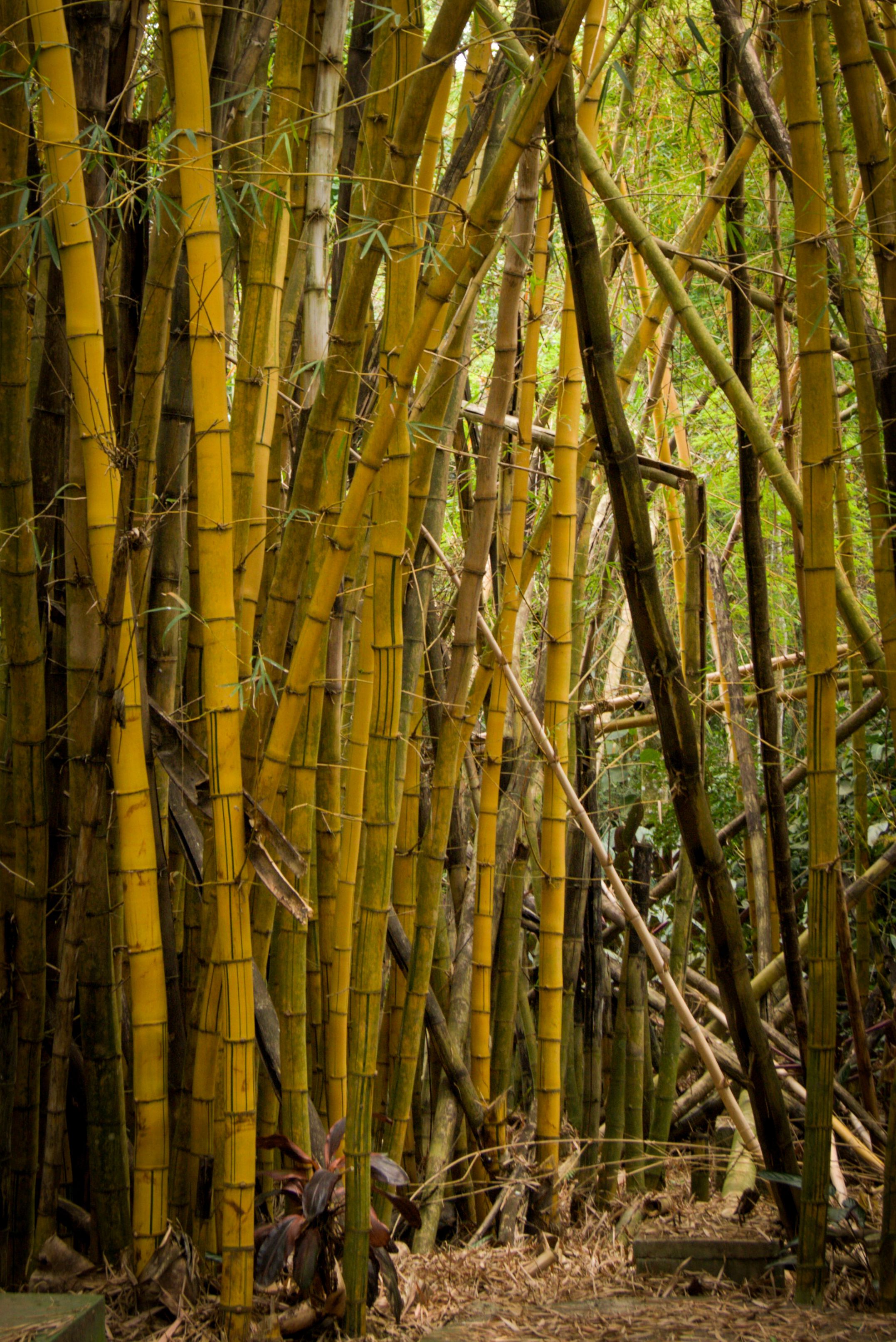 Yellow Bamboo Groove · Free Stock Photo