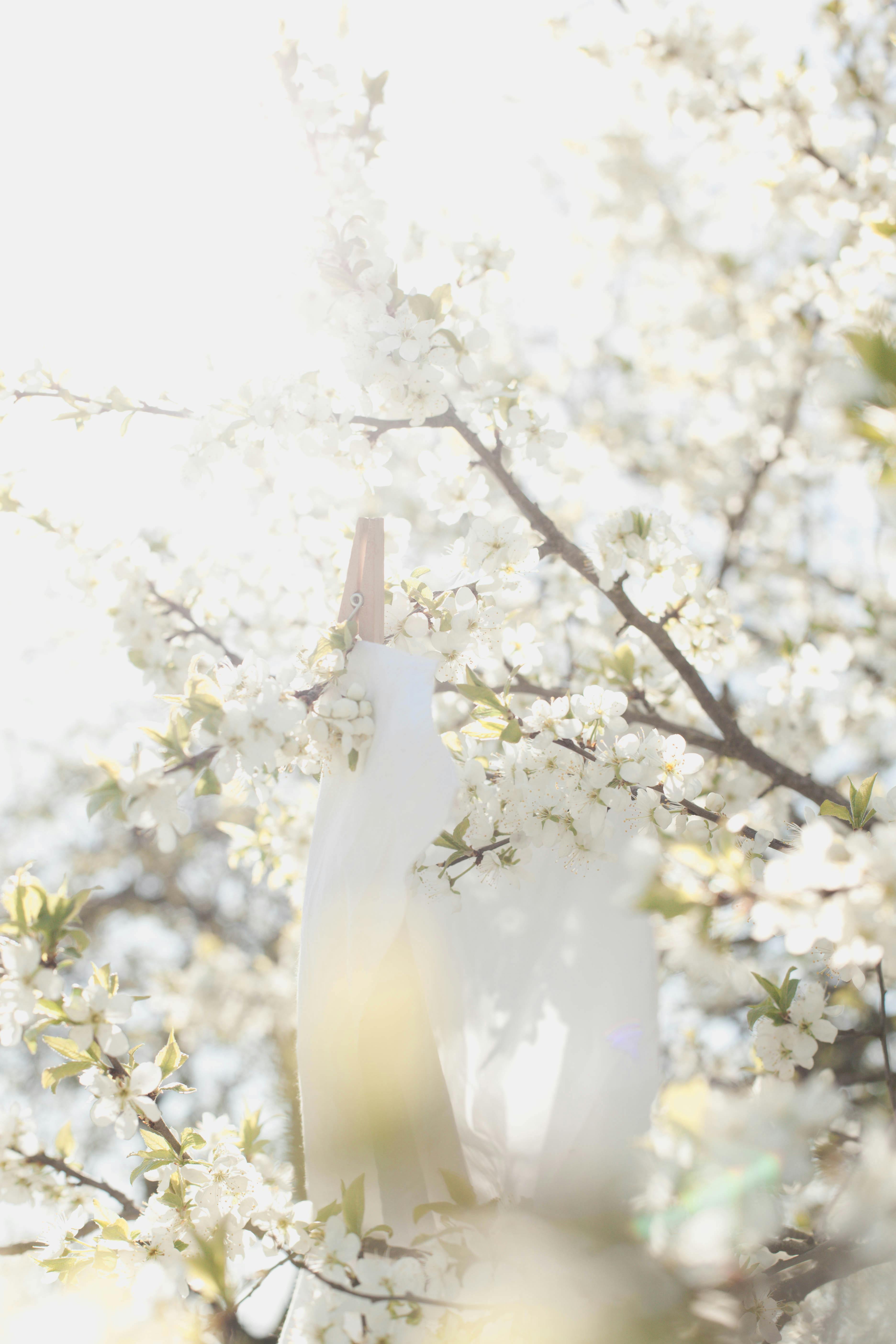 Spring Rejuvenation Photos, Download The BEST Free Spring Rejuvenation ...