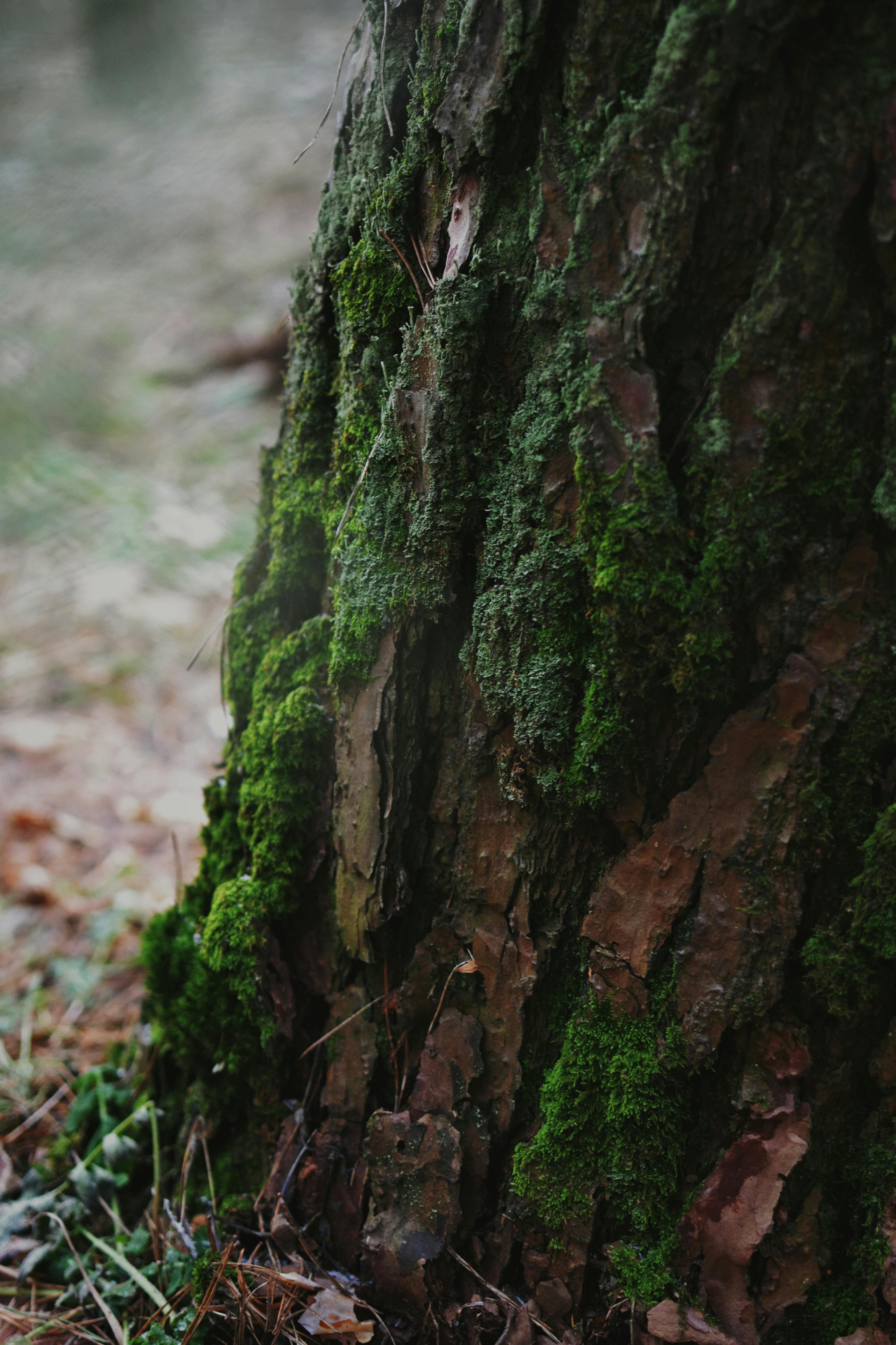 Photo of a Mossy Tree Trunk · Free Stock Photo