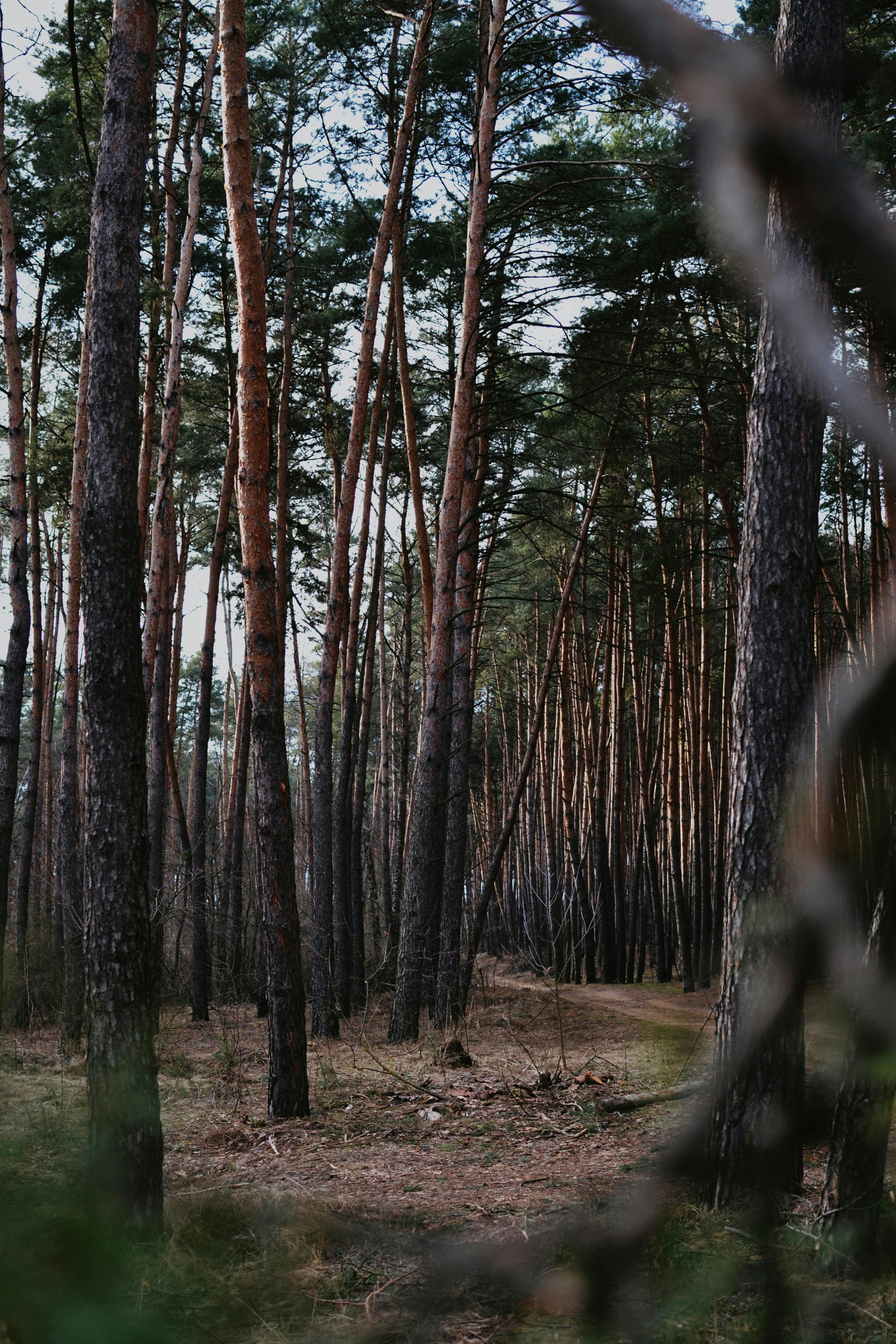Photo of Tall Trees · Free Stock Photo