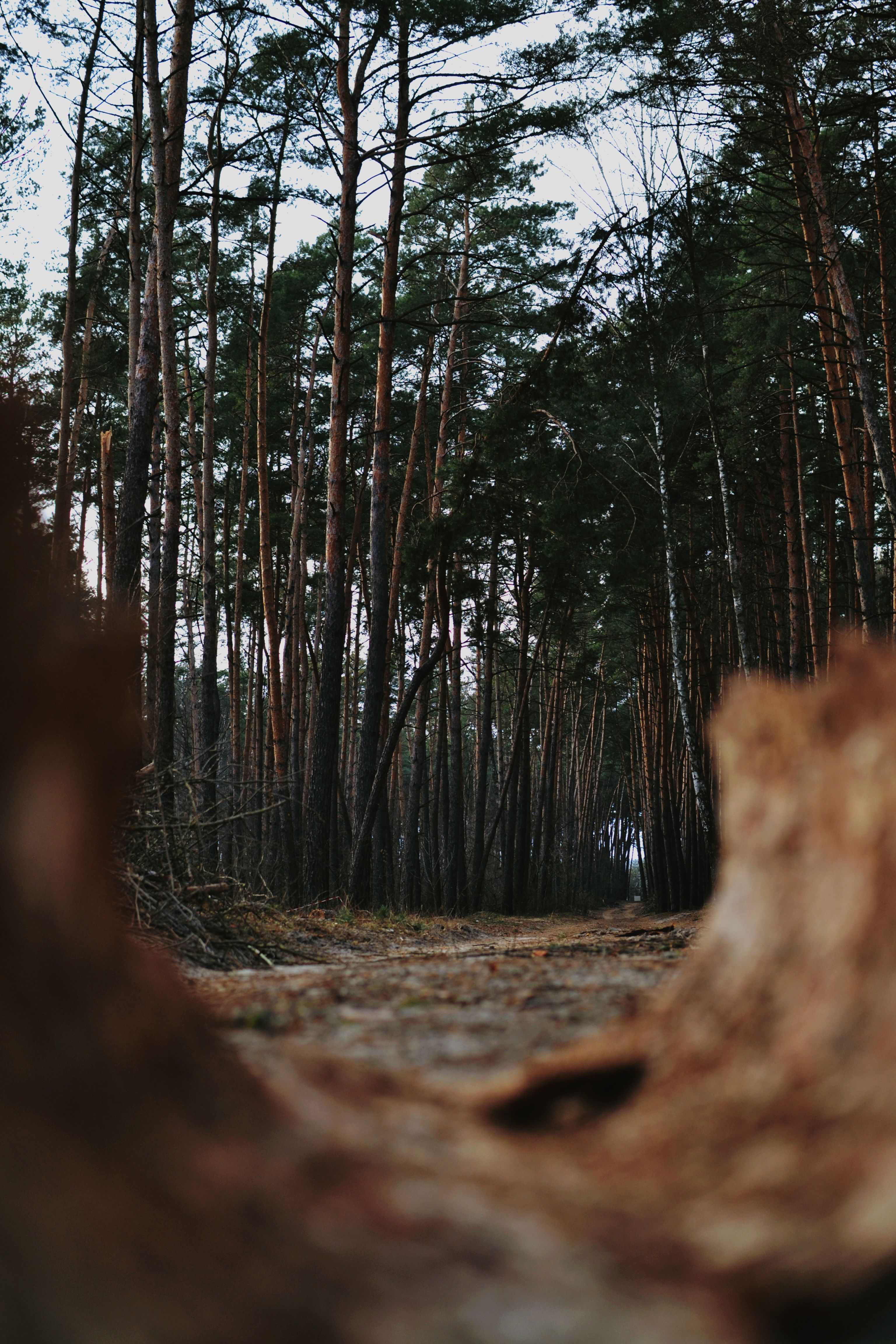 A Forest with Tall Trees · Free Stock Photo