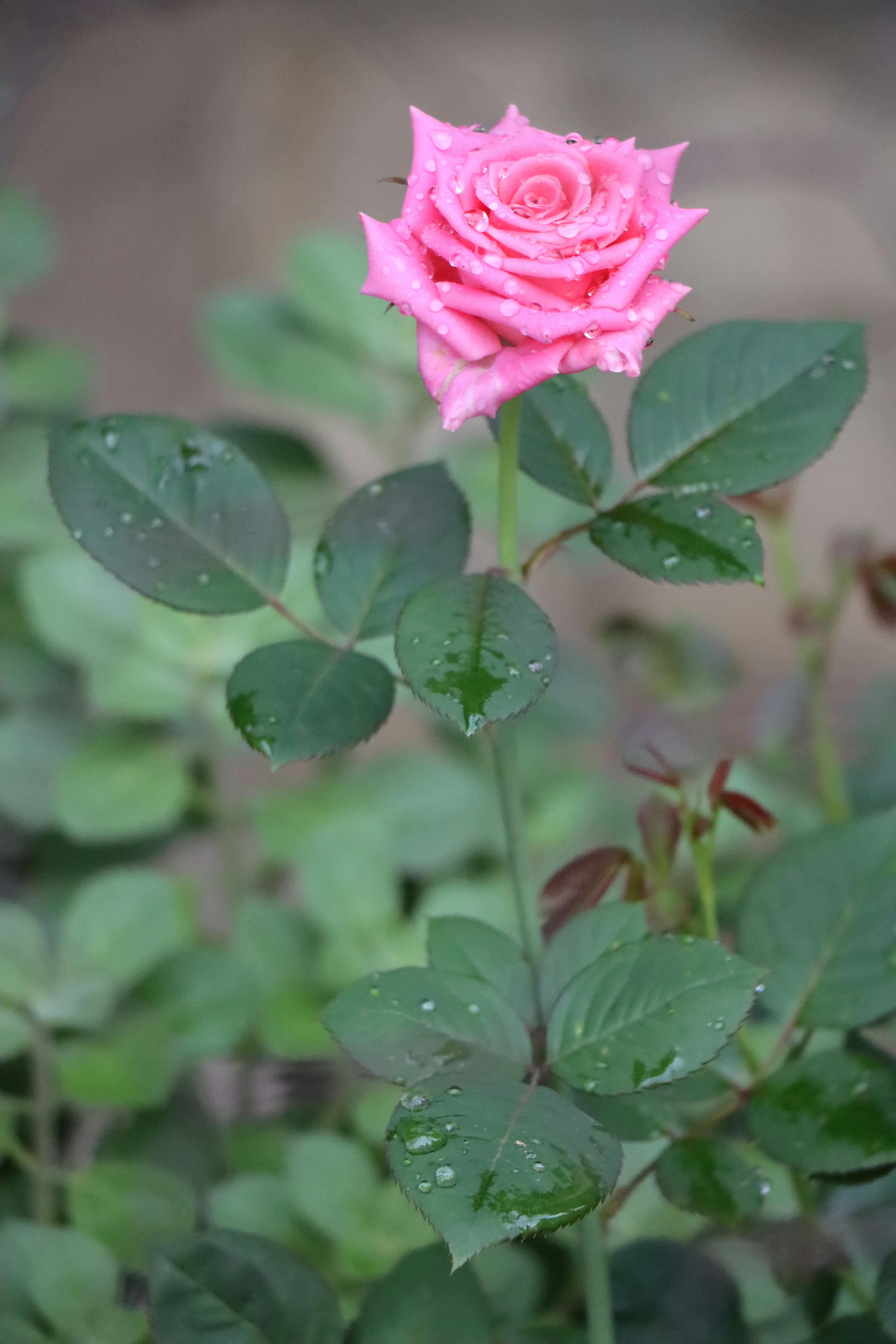 Close-up of a Wet Pink Rose · Free Stock Photo