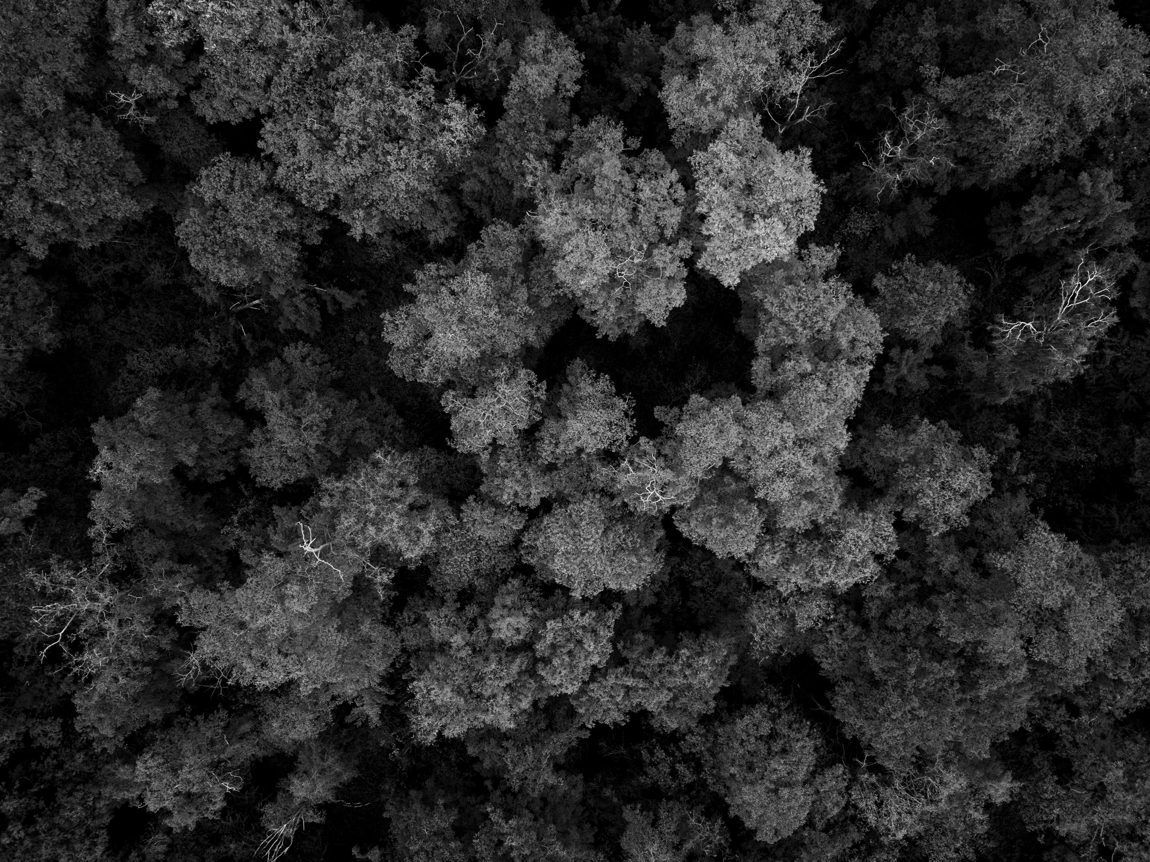 Grayscale Photo of Trees · Free Stock Photo