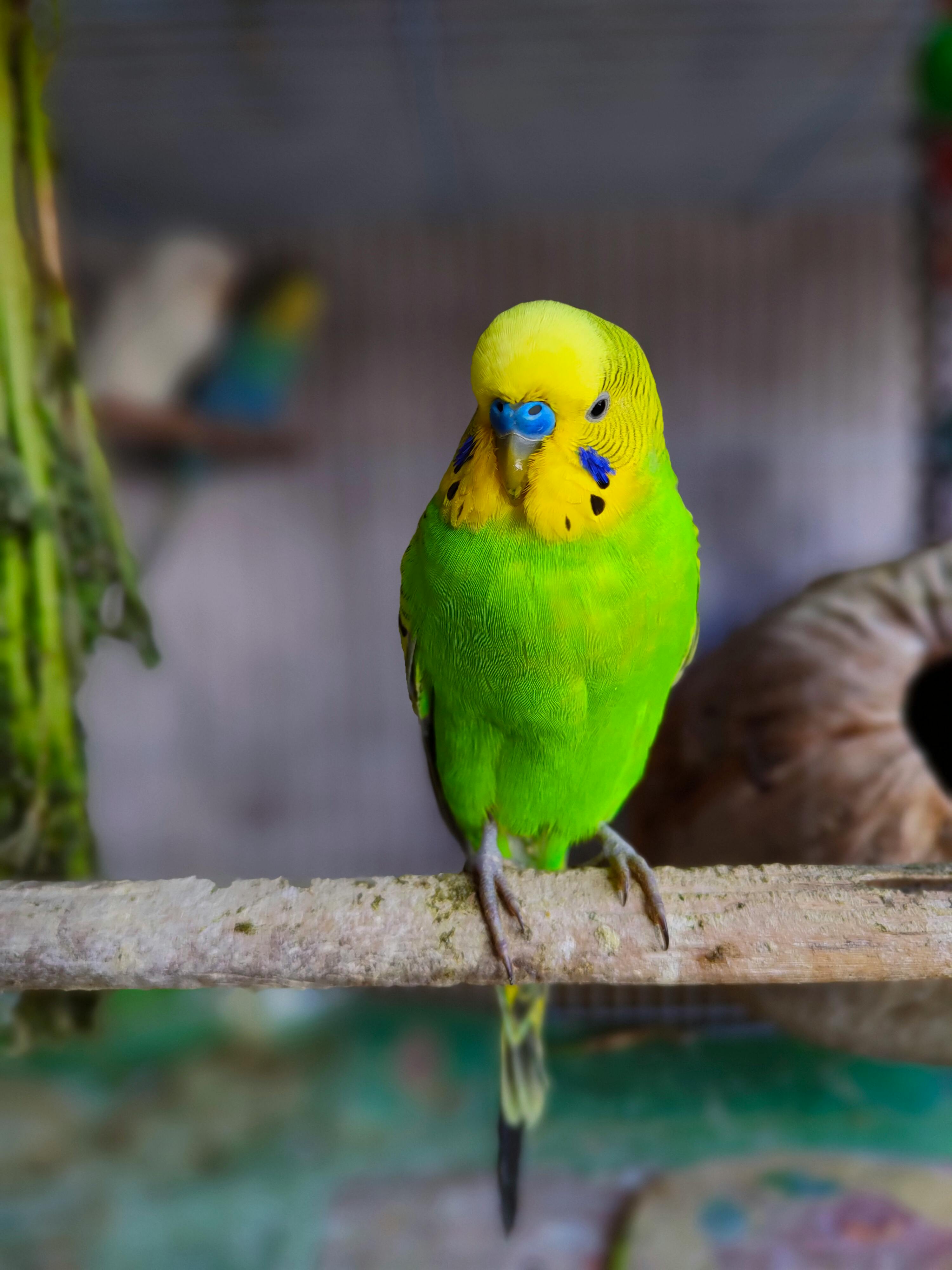 Exotic Parrot in Close Up · Free Stock Photo