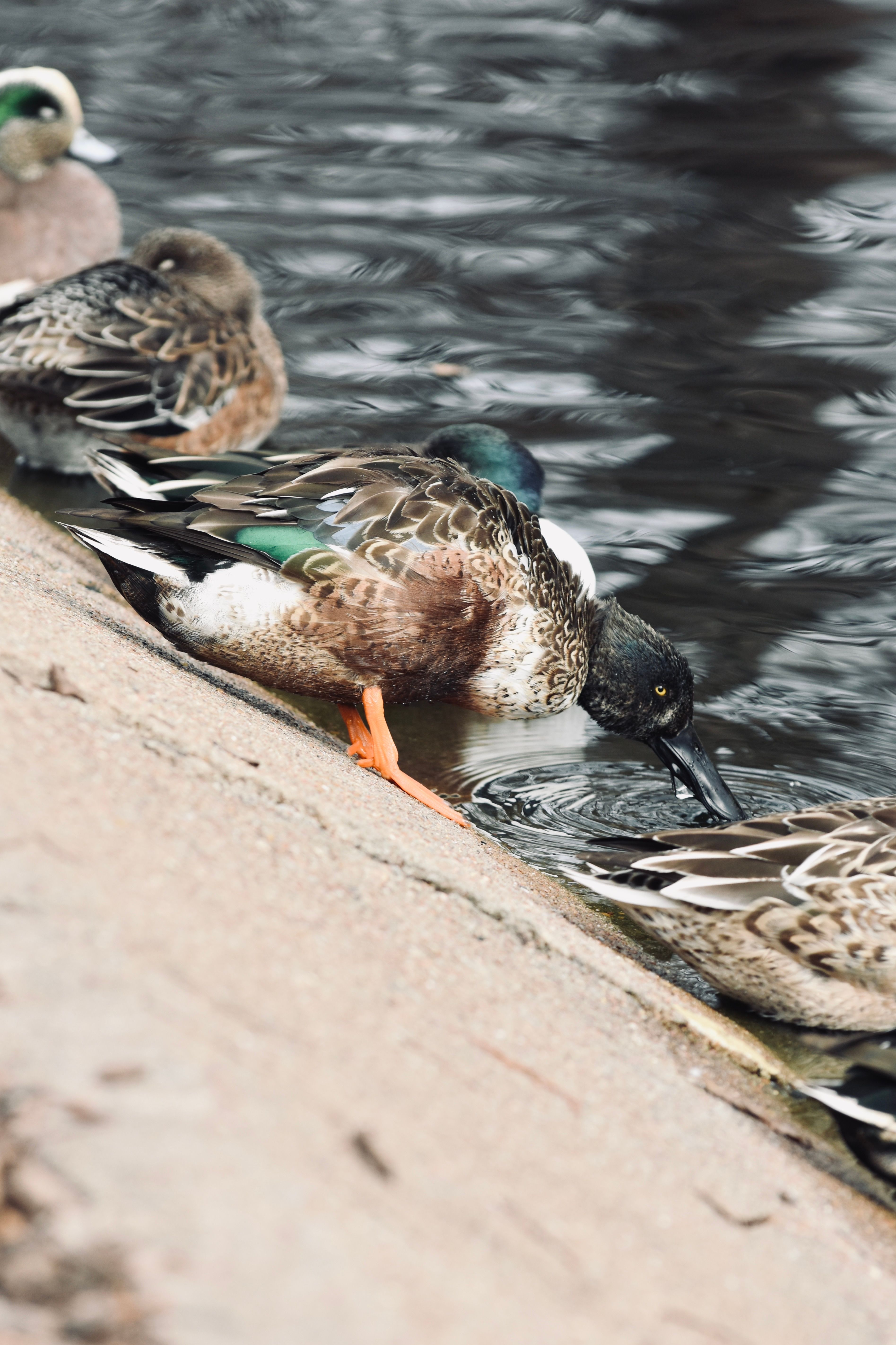 Photograph of Ducks · Free Stock Photo