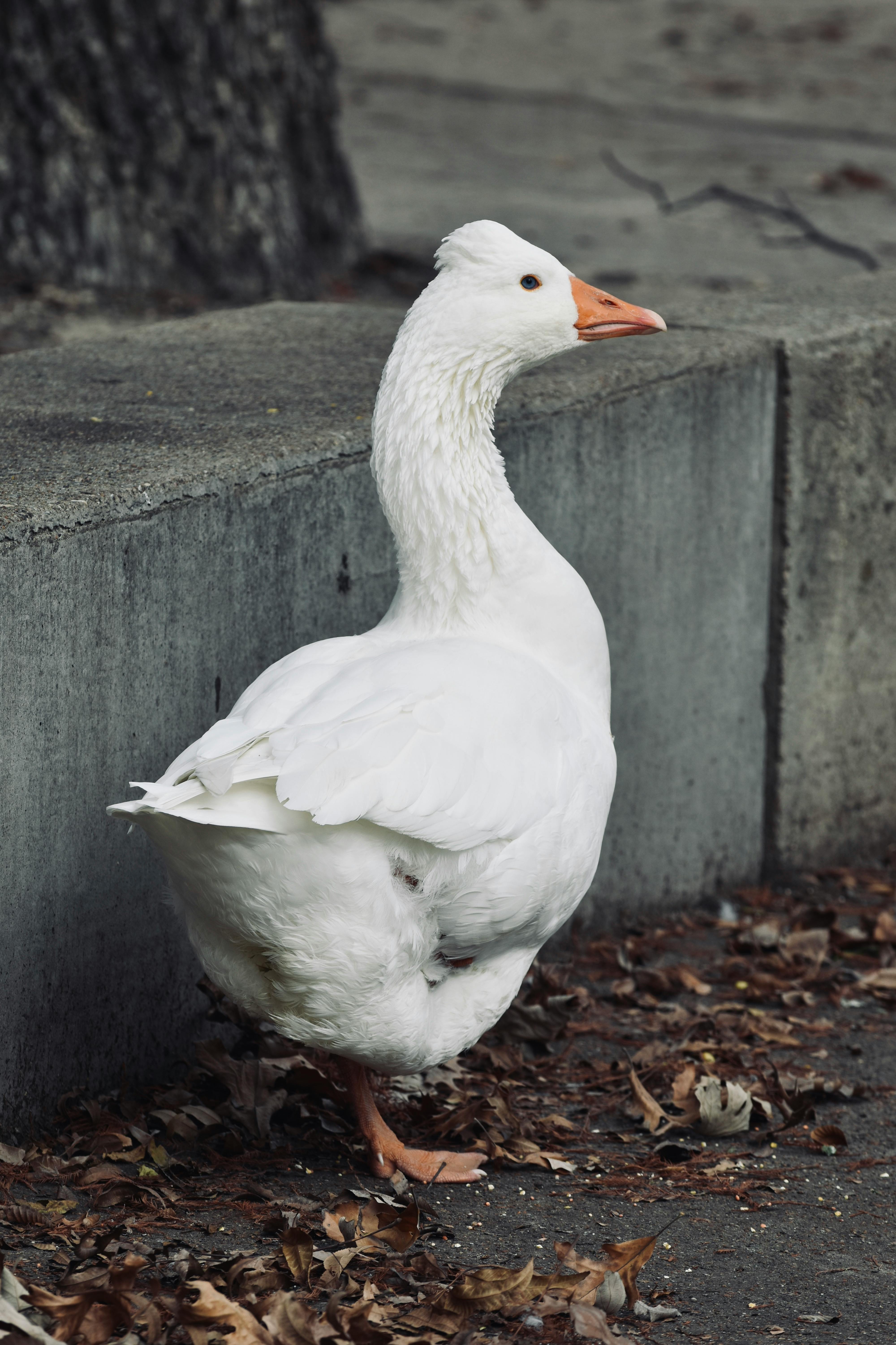 Close-Up Shot of a Goose · Free Stock Photo