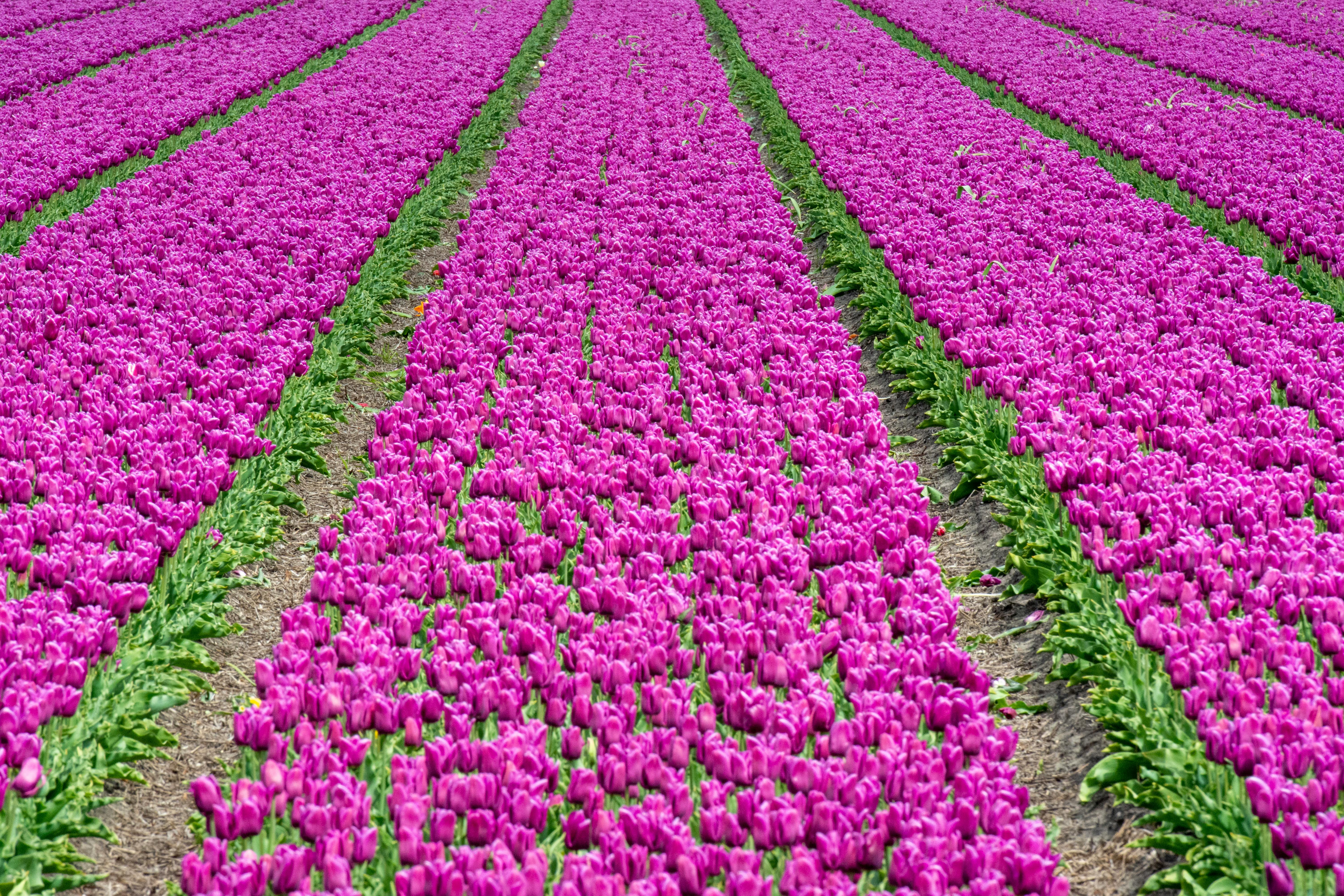 Field of Purple Tulips · Free Stock Photo
