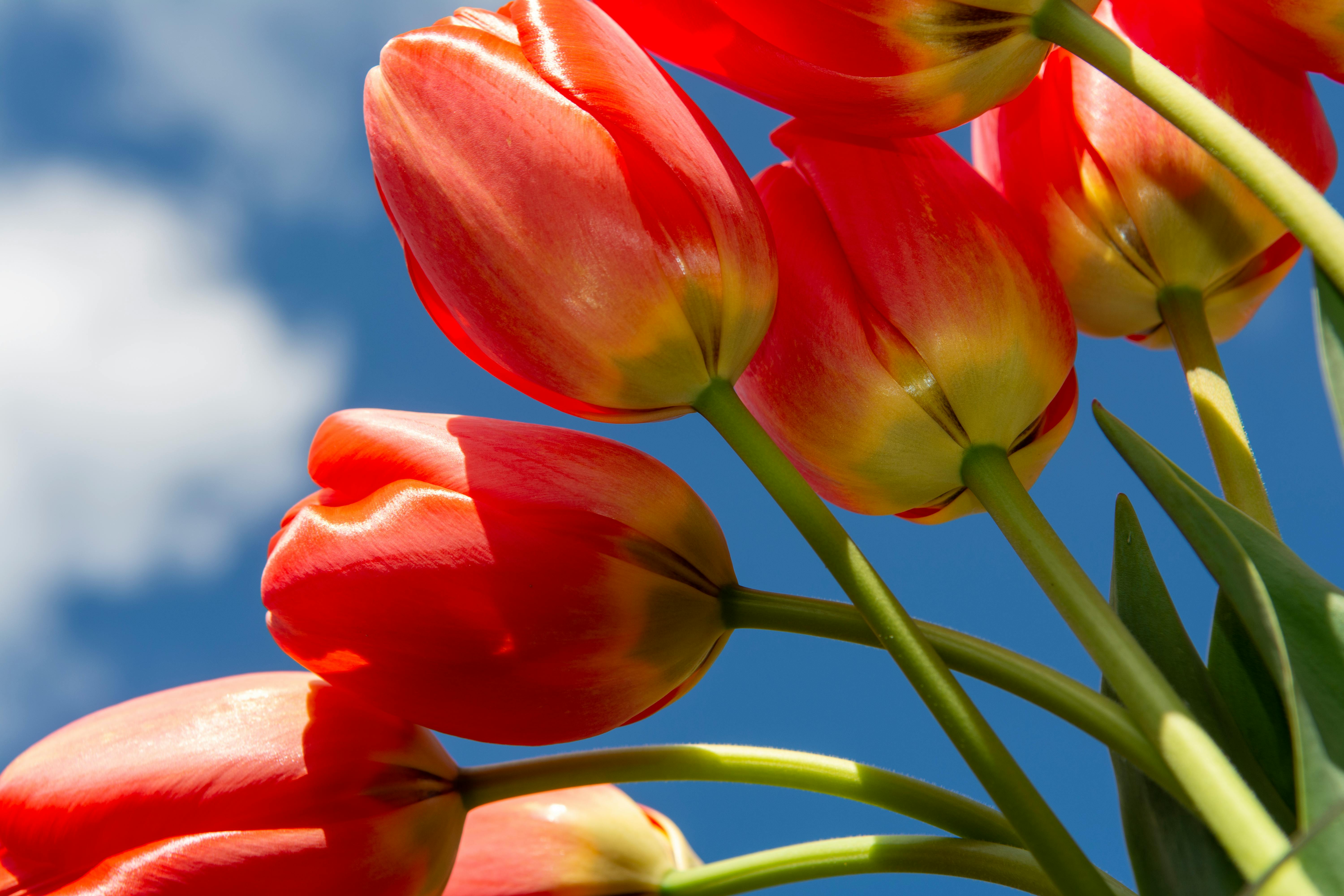 Macro Shot Photography of Red Tulip Flower · Free Stock Photo