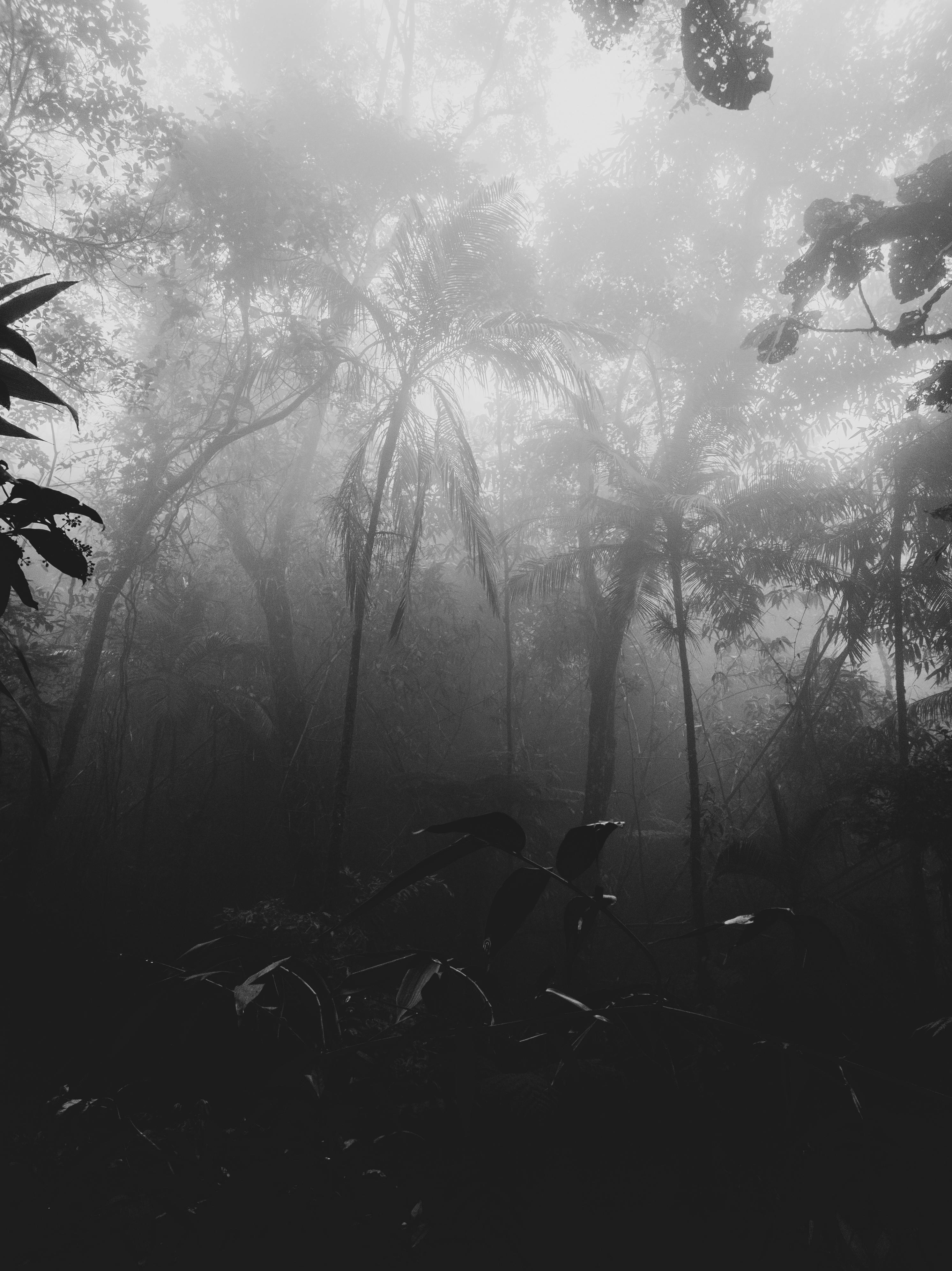 Person Standing among Trees in Forest in Black and White · Free Stock Photo