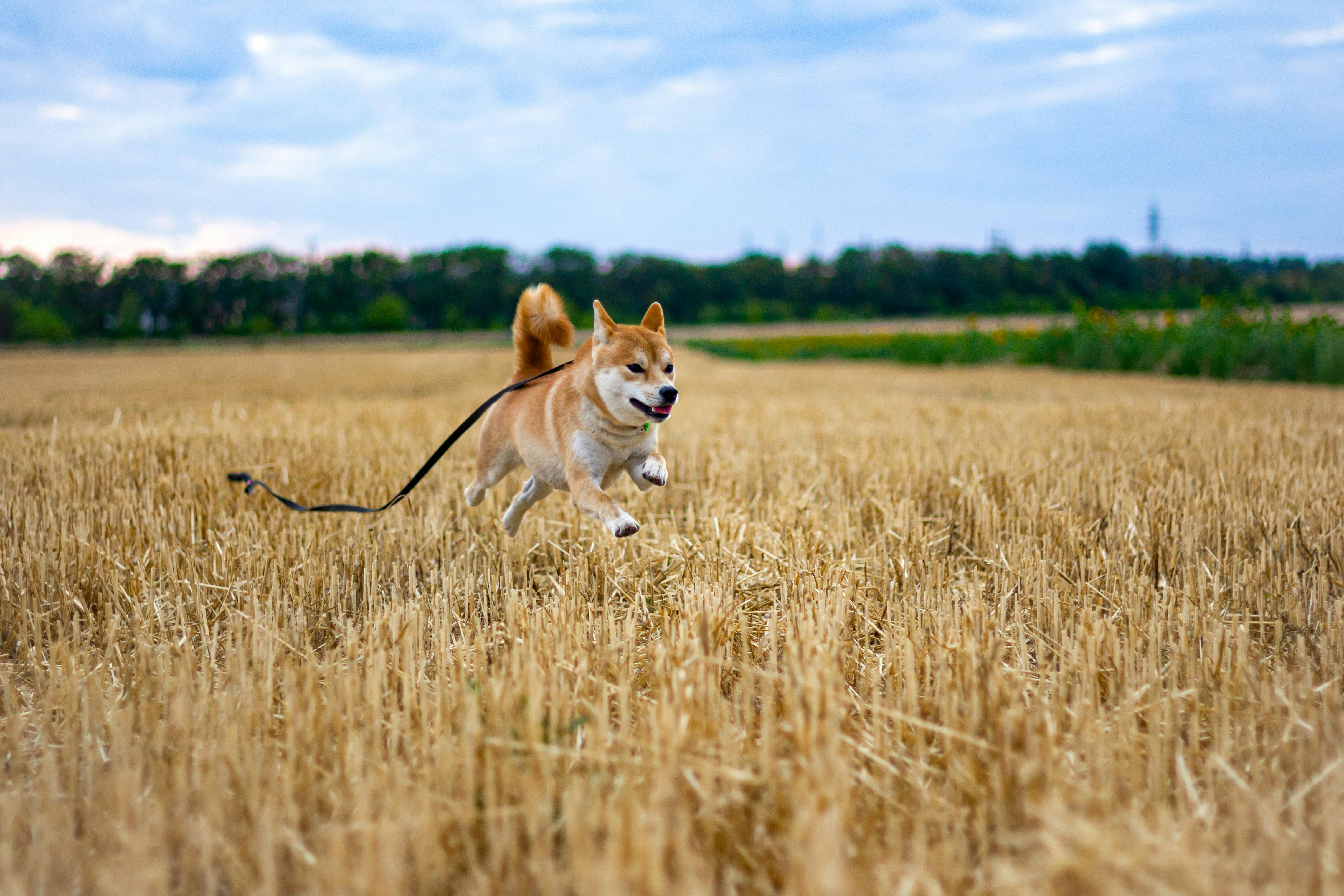 Brown Dog Looking Back · Free Stock Photo