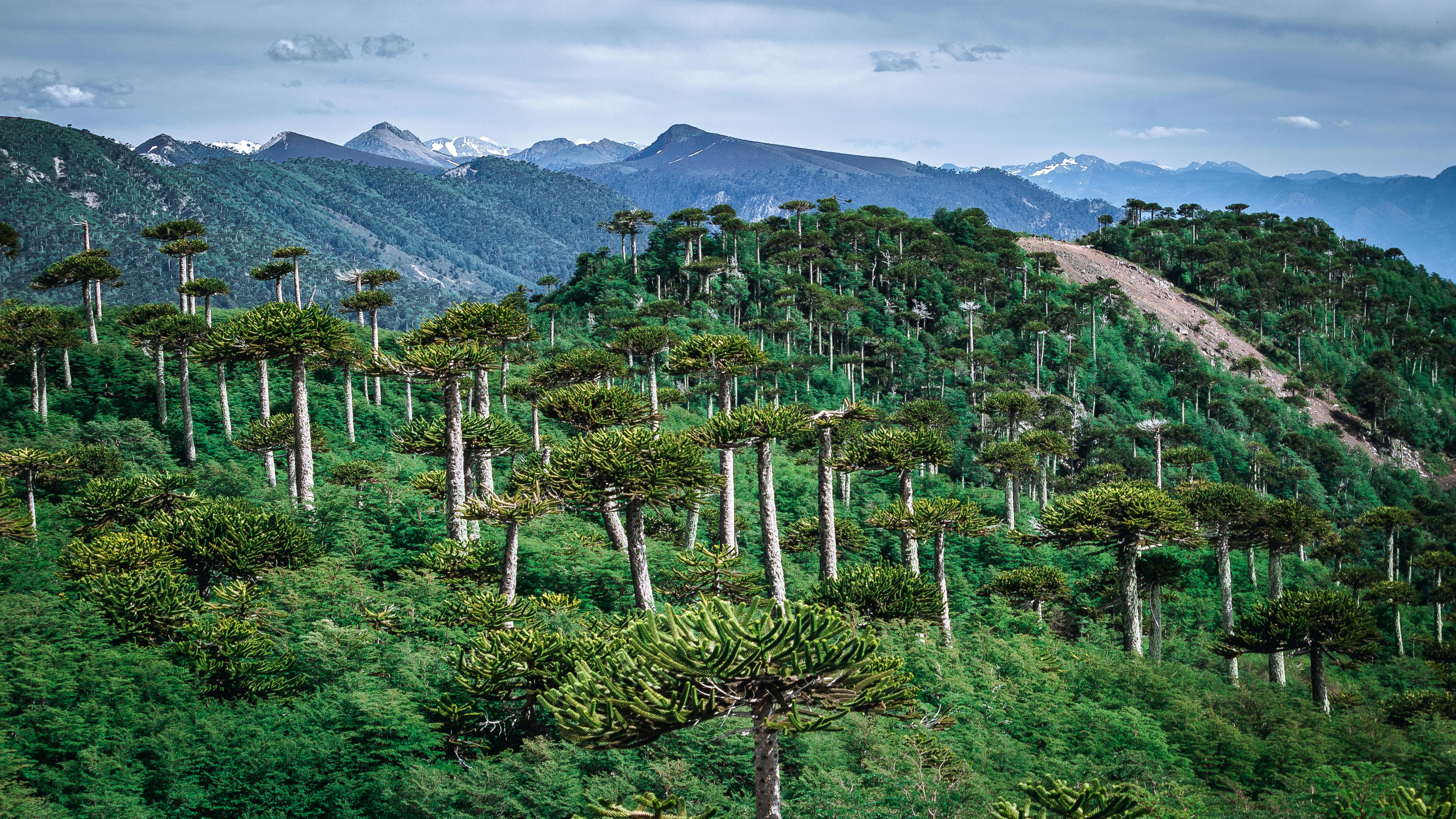 Aerial View of Green Trees and Mountains · Free Stock Photo