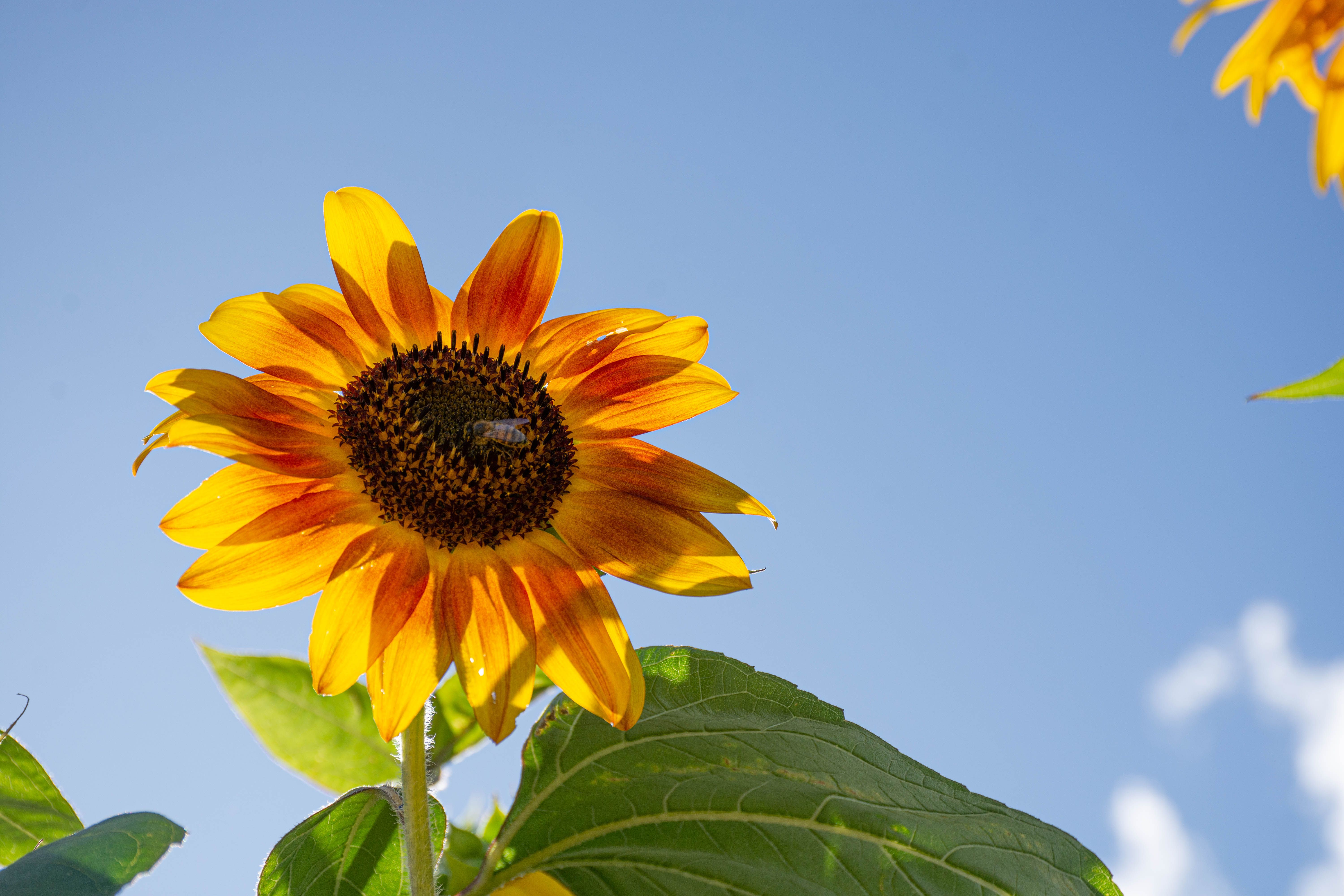 Sunflower against Blue Sky · Free Stock Photo