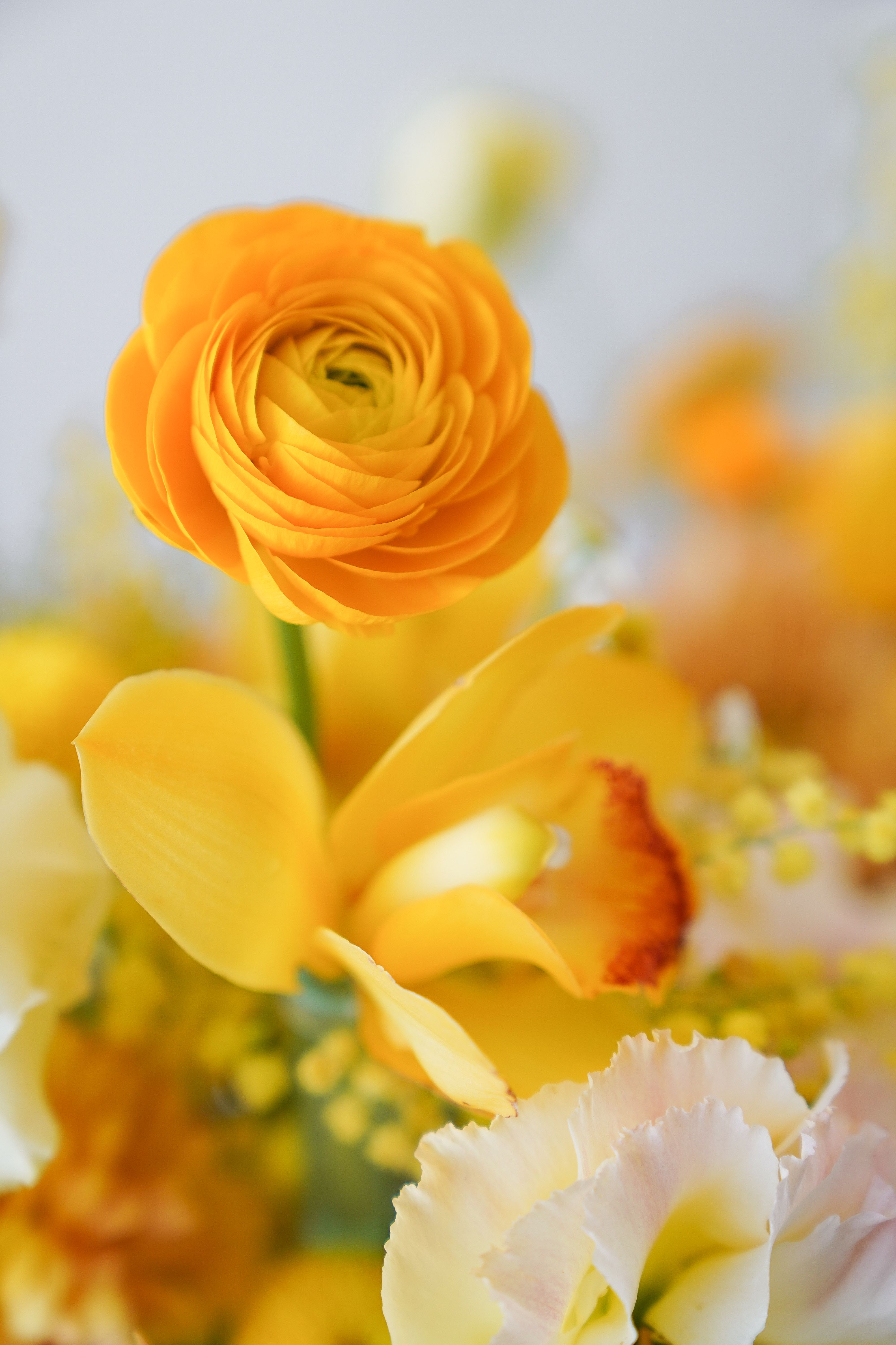 Red Flowers in Close Up Photography · Free Stock Photo