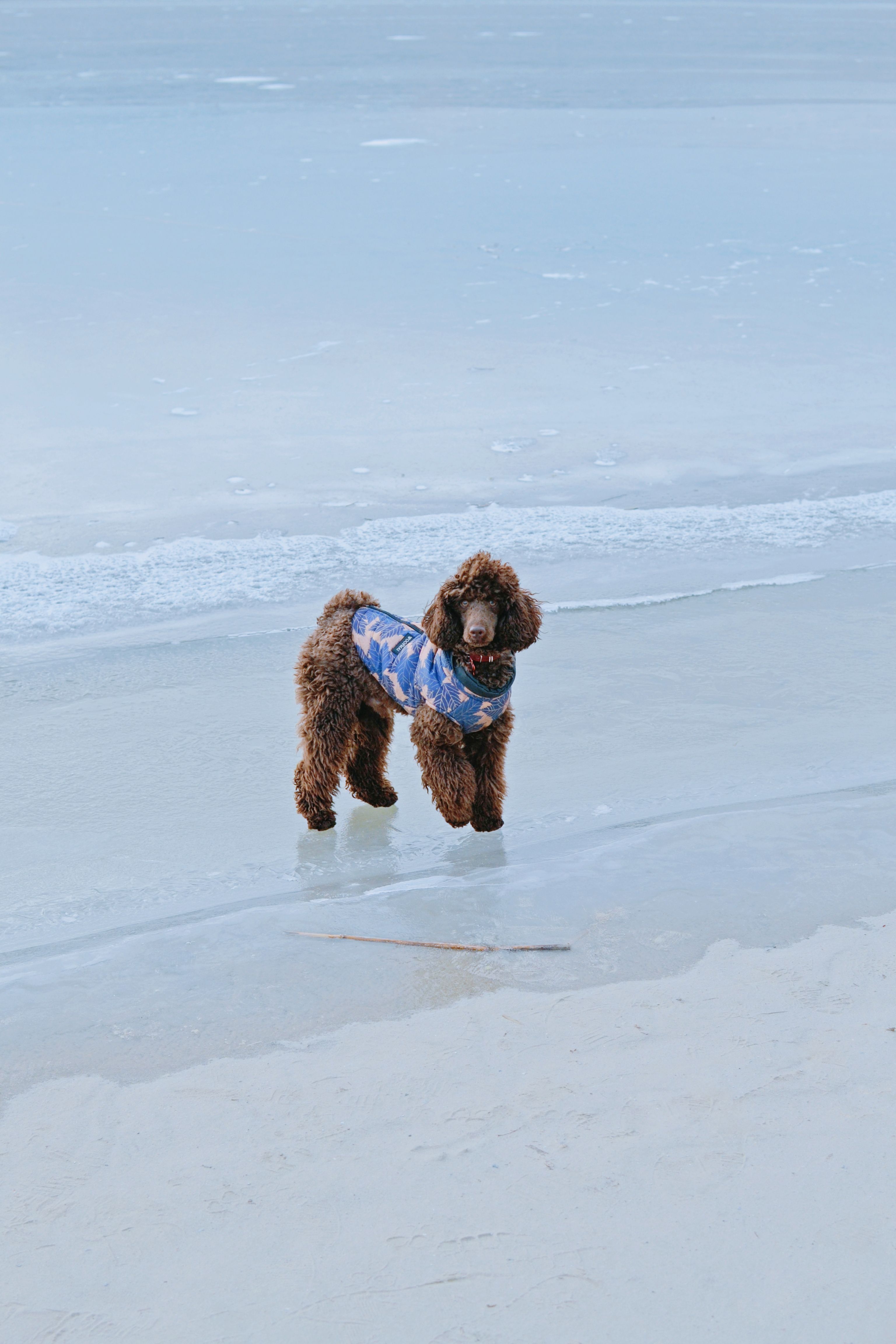 Poodle On Beach Photos, Download The BEST Free Poodle On Beach Stock ...