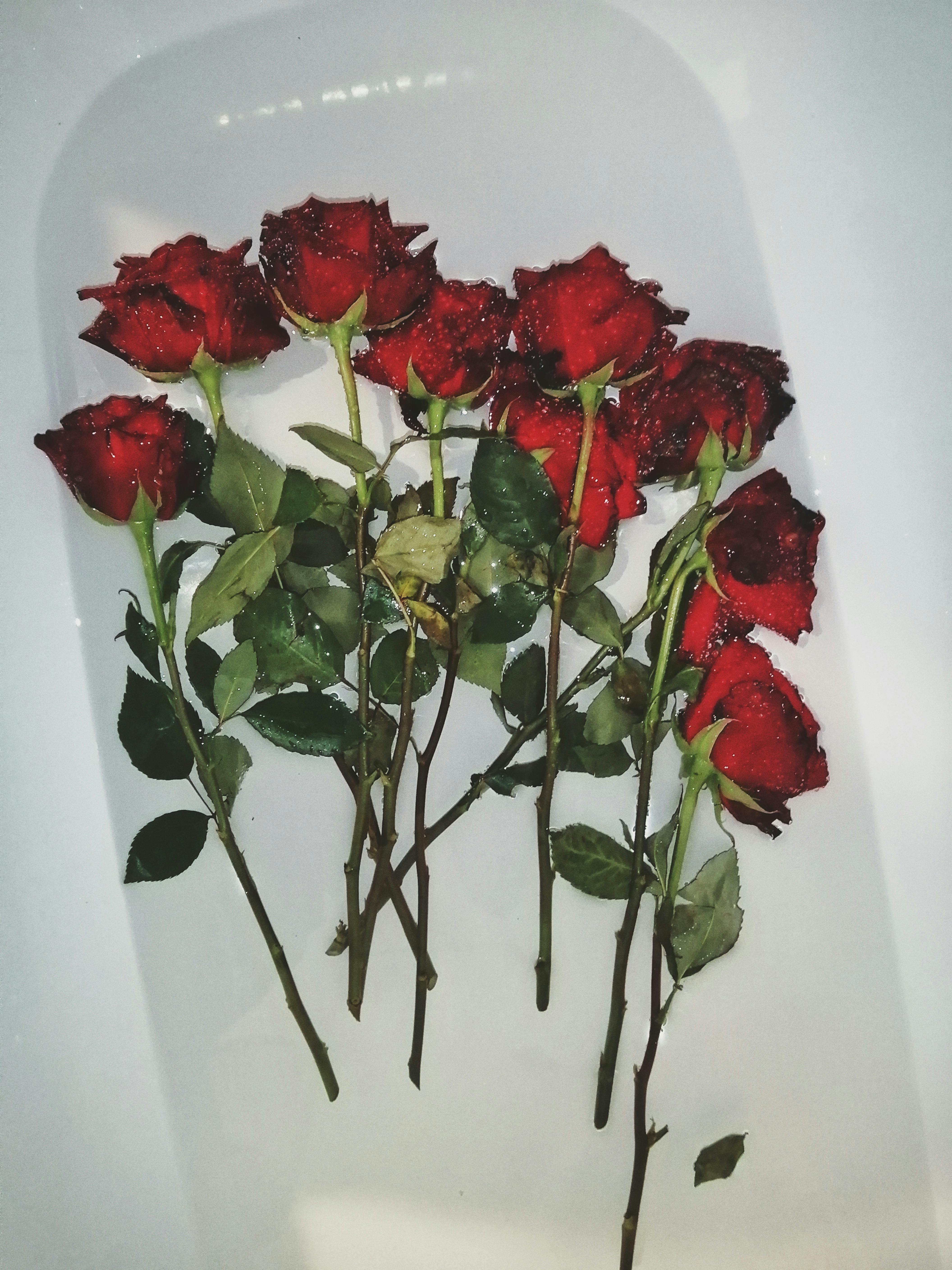 Red Rose Flower on Body of Water · Free Stock Photo