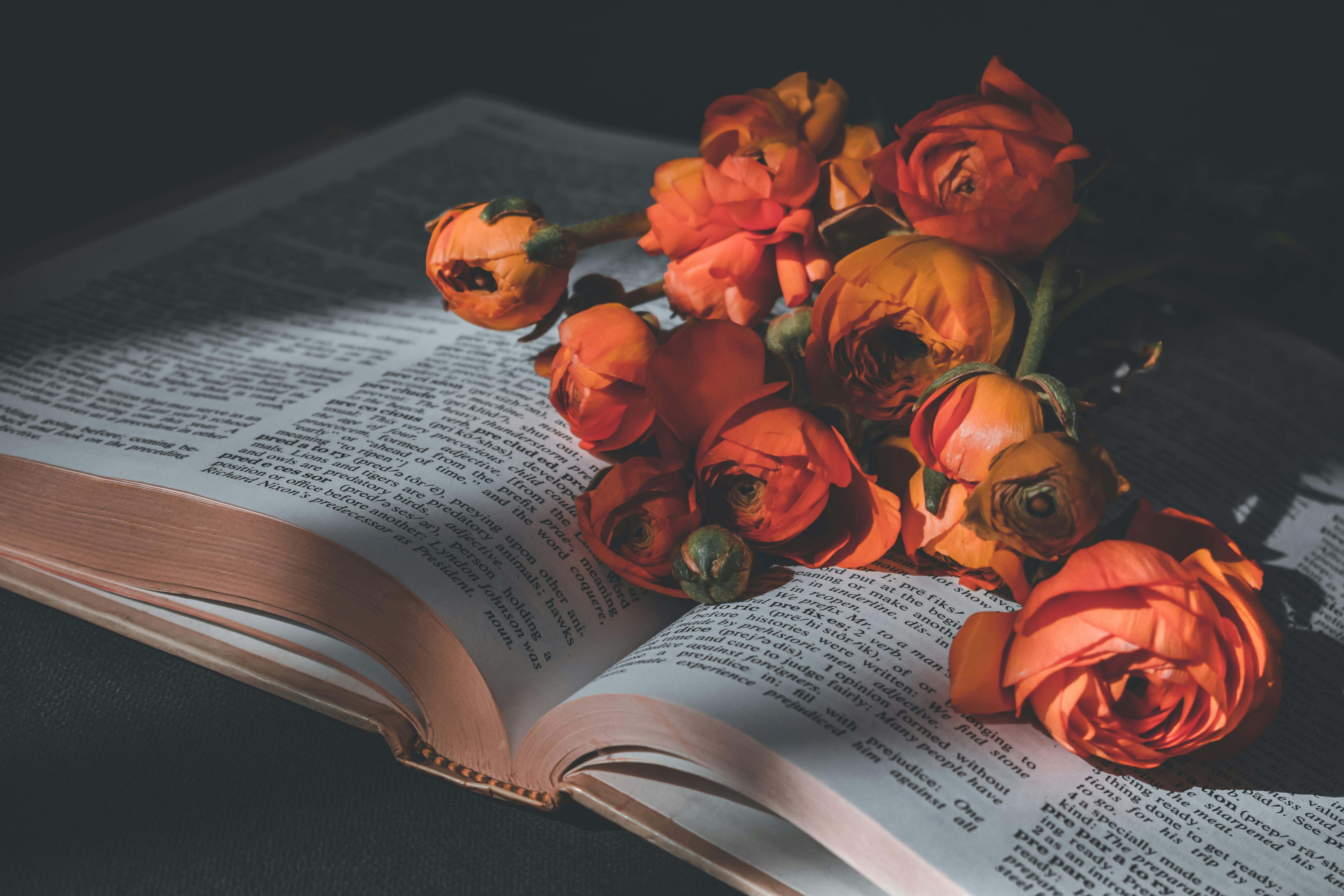 Roses over an Open Book · Free Stock Photo