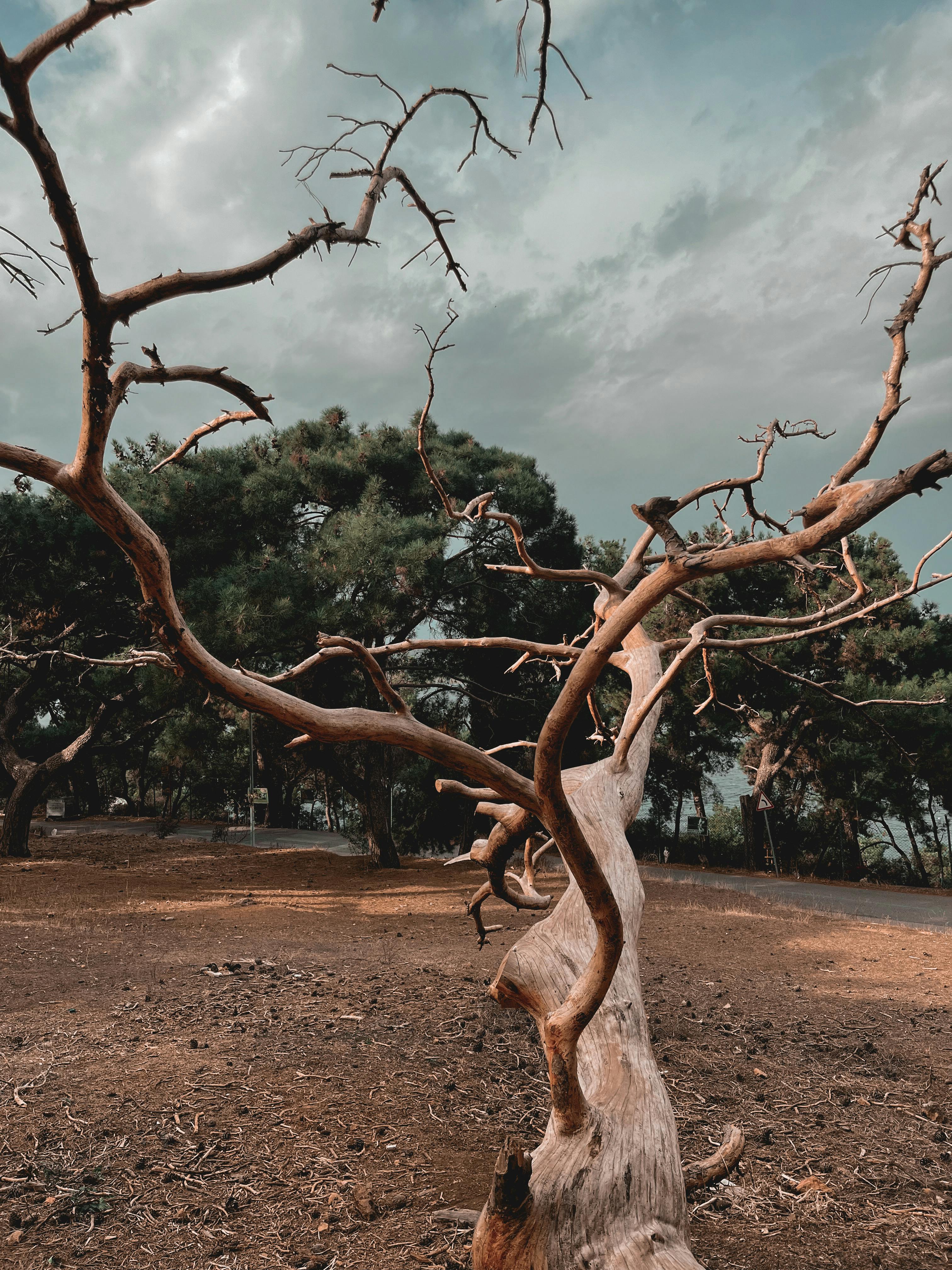 A Leafless Tree Near Green Trees in the Forest · Free Stock Photo
