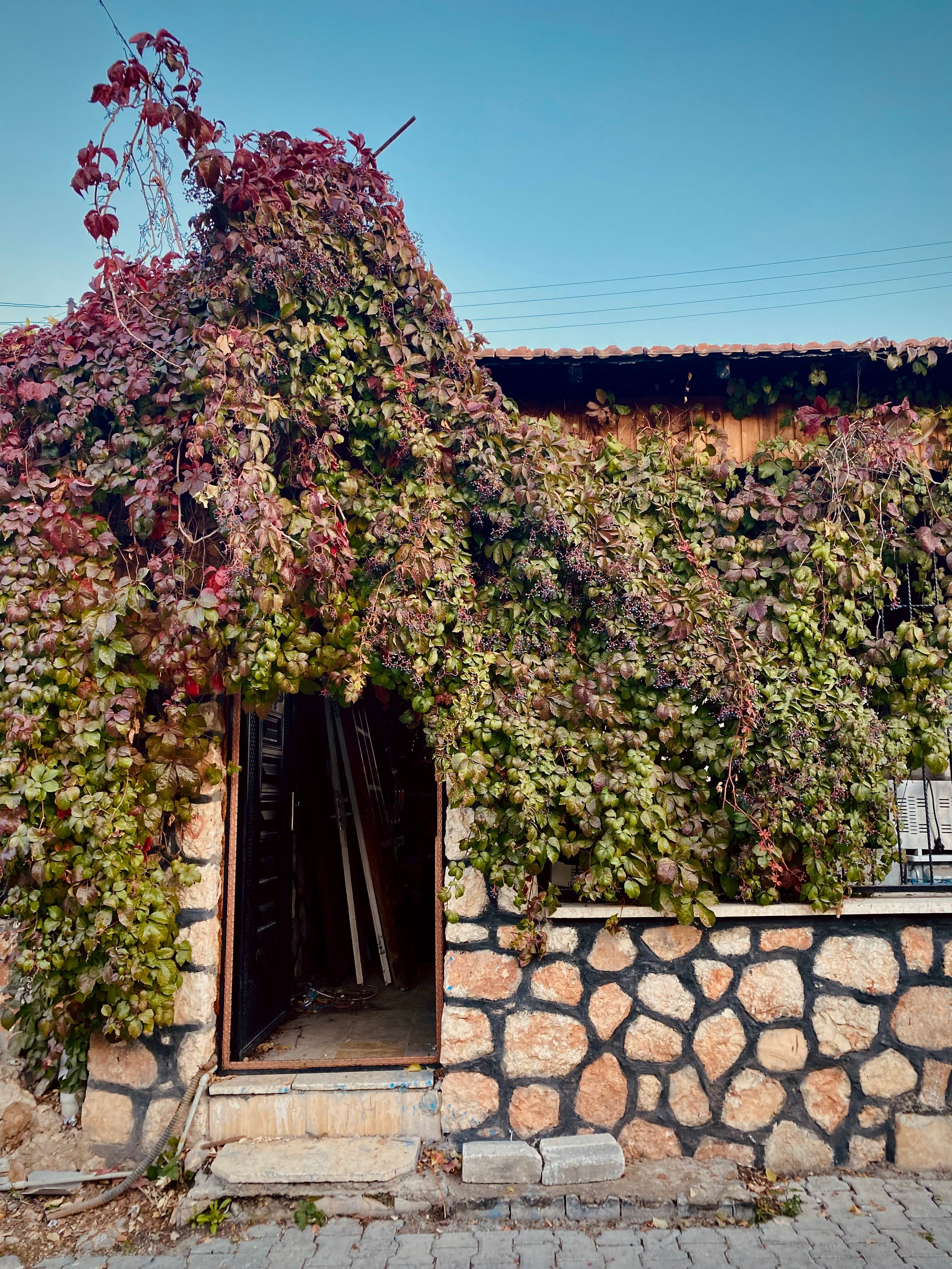 Vine Plants on the Entrance of a House · Free Stock Photo