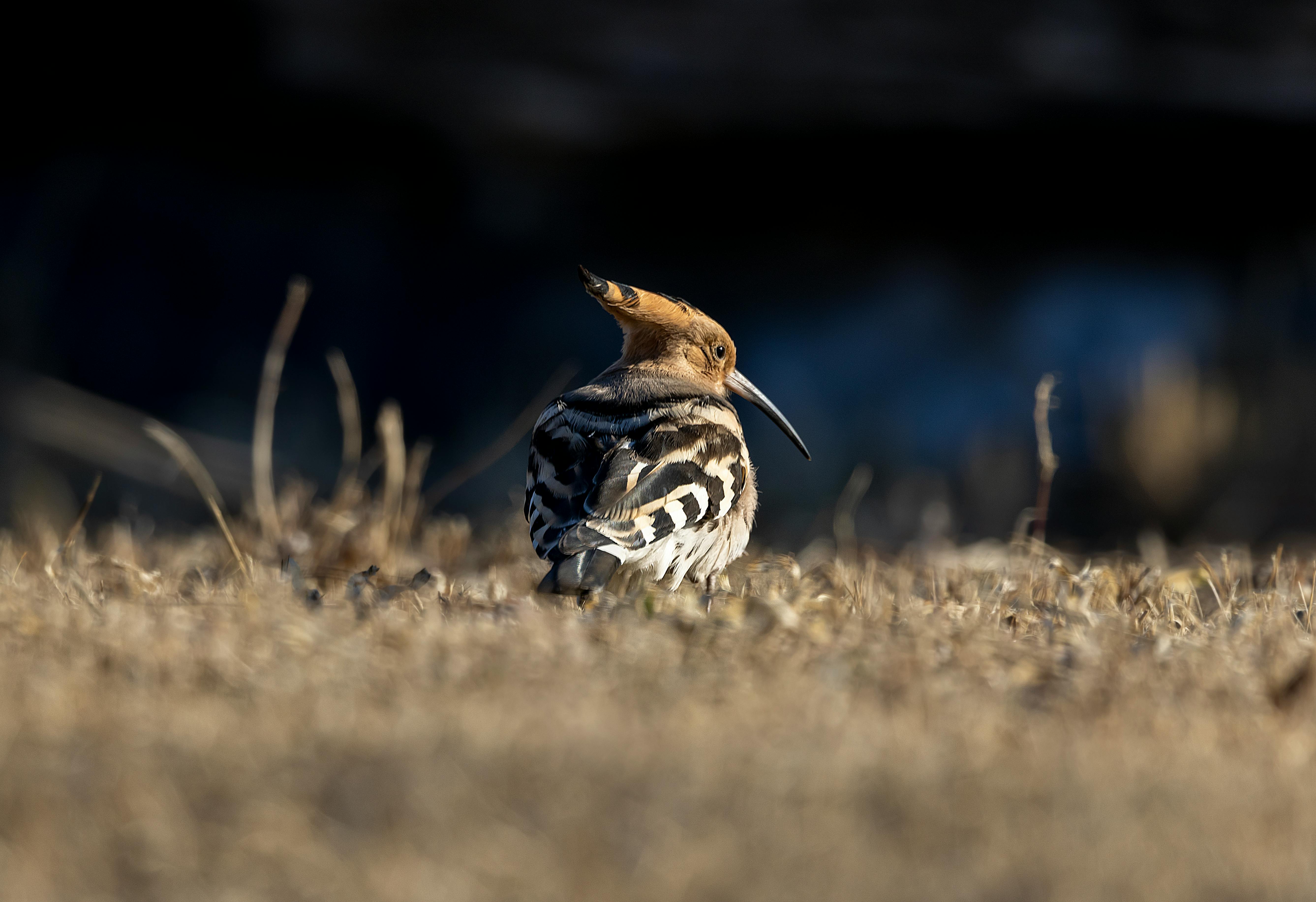 Close Up Photo of Bird on the Ground · Free Stock Photo