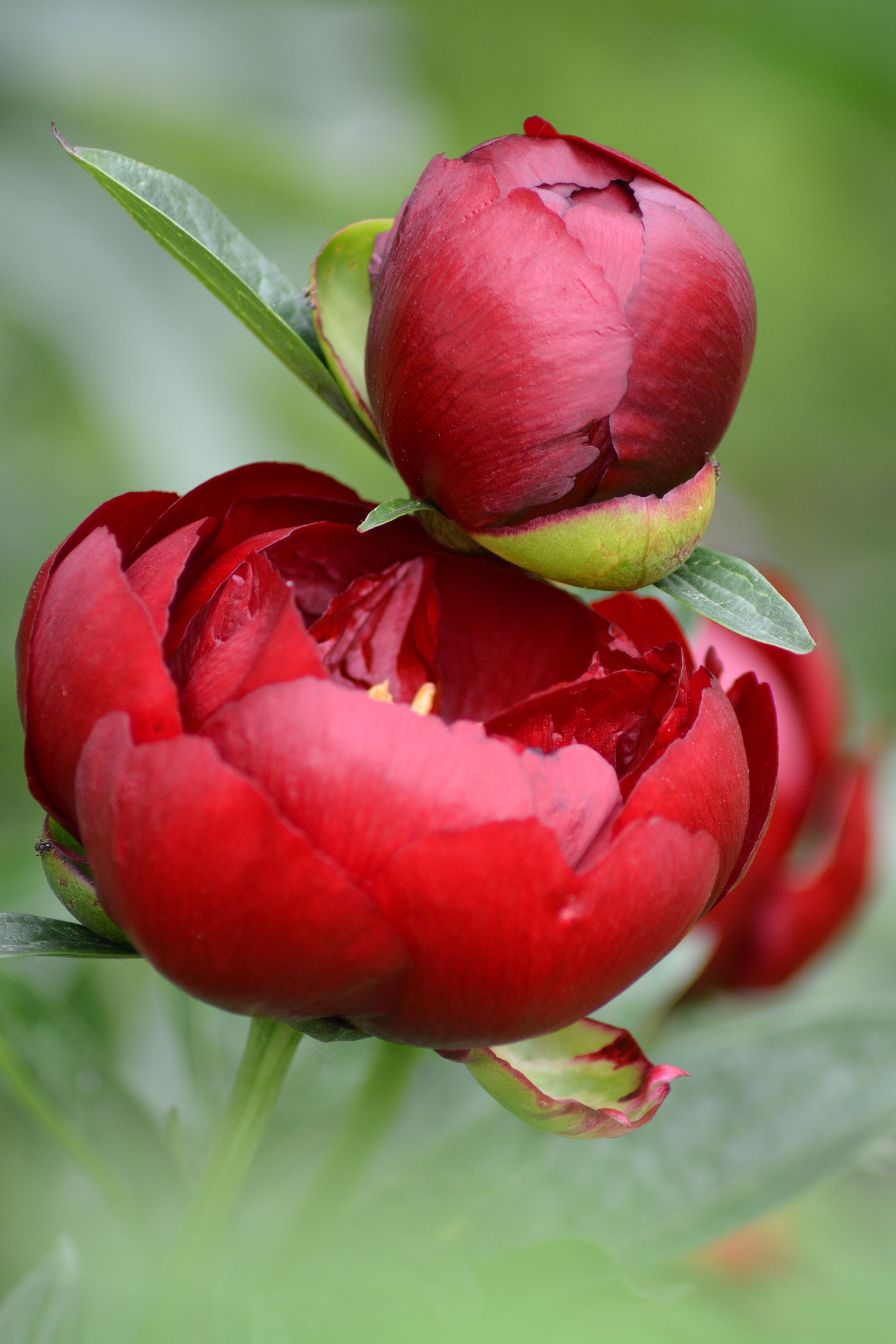Close-Up Shot of Peonies · Free Stock Photo