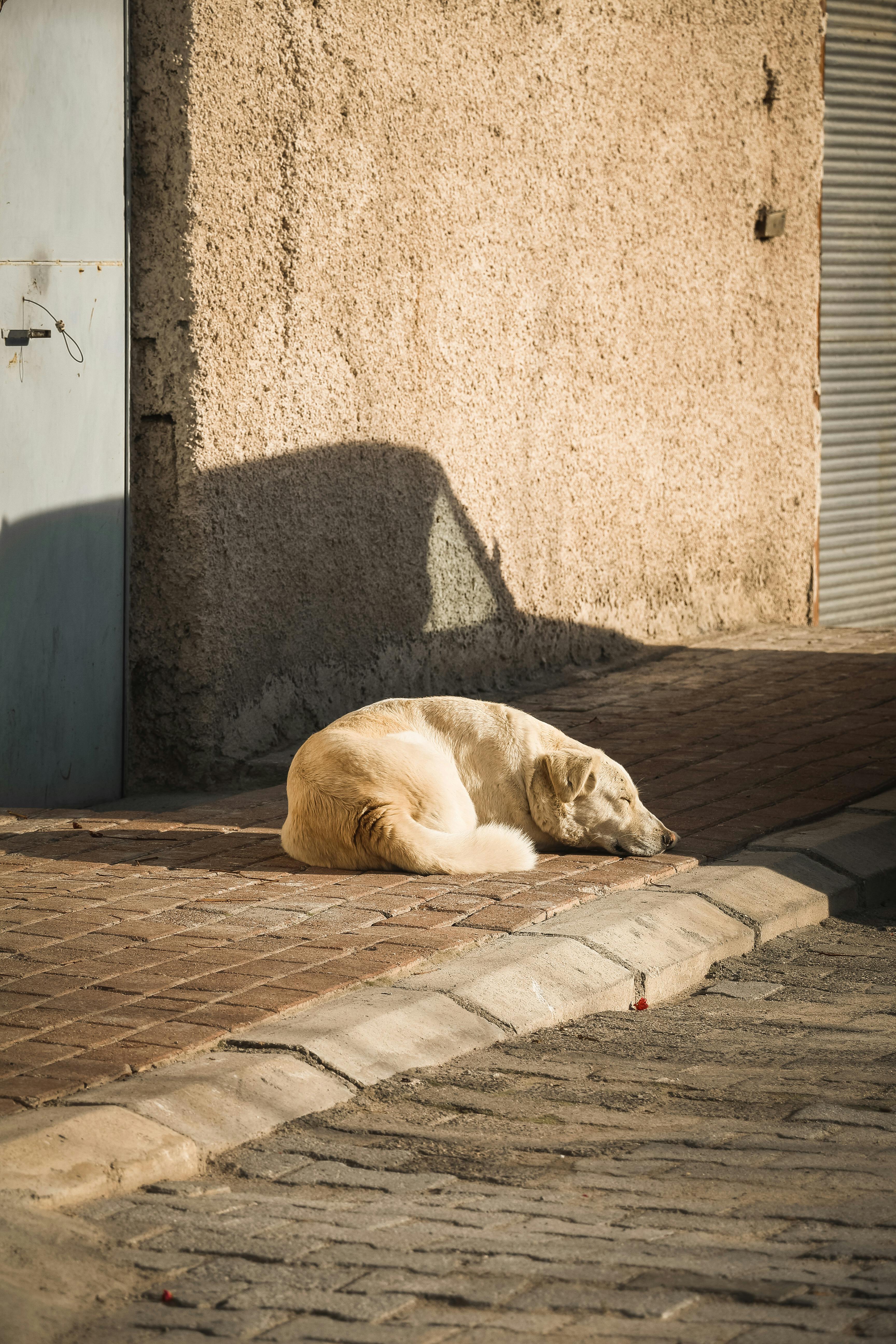 Dog Sleeping on Sidewalk · Free Stock Photo