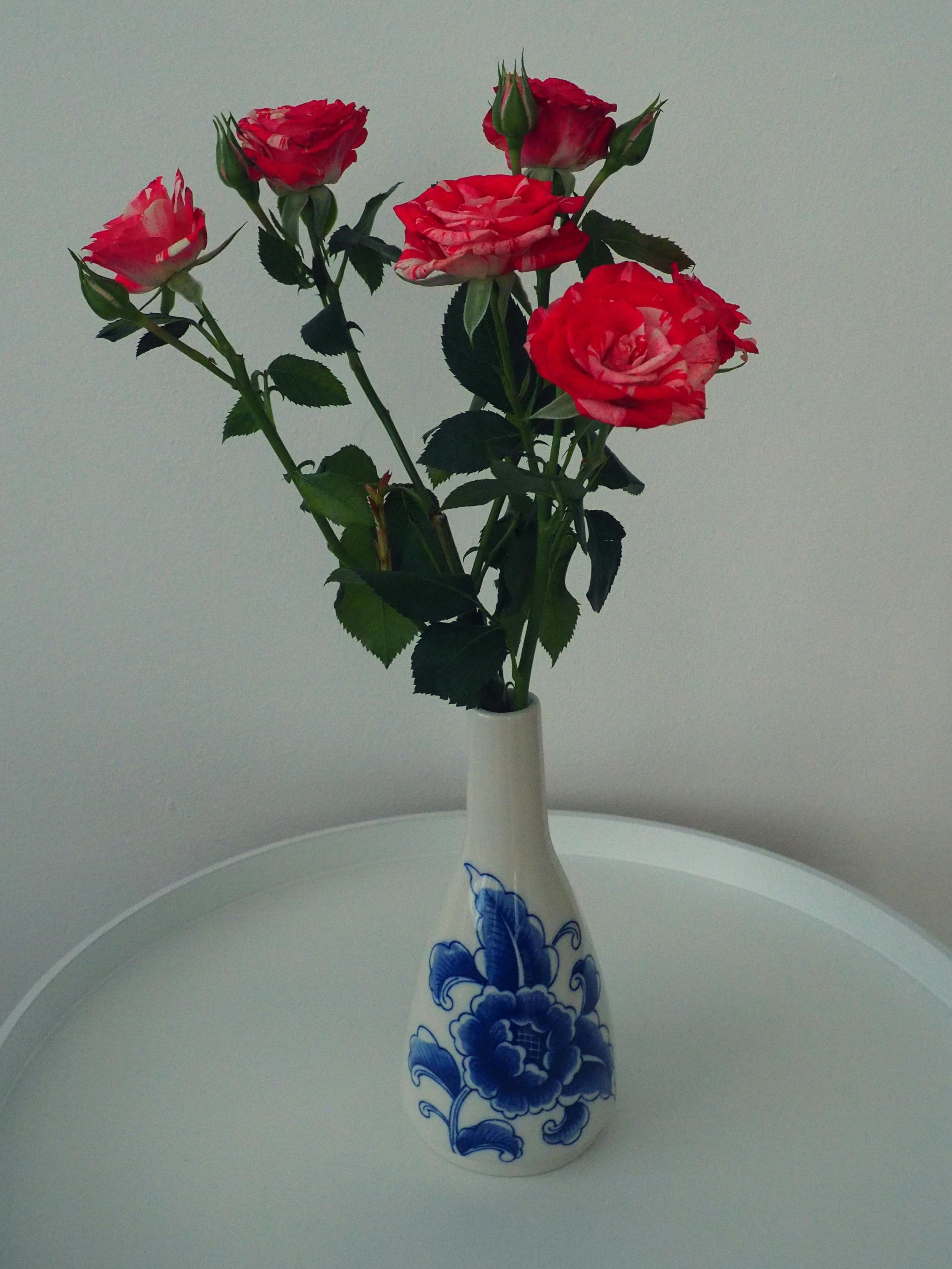Photo of a Pink Rose in a Pink Vase · Free Stock Photo