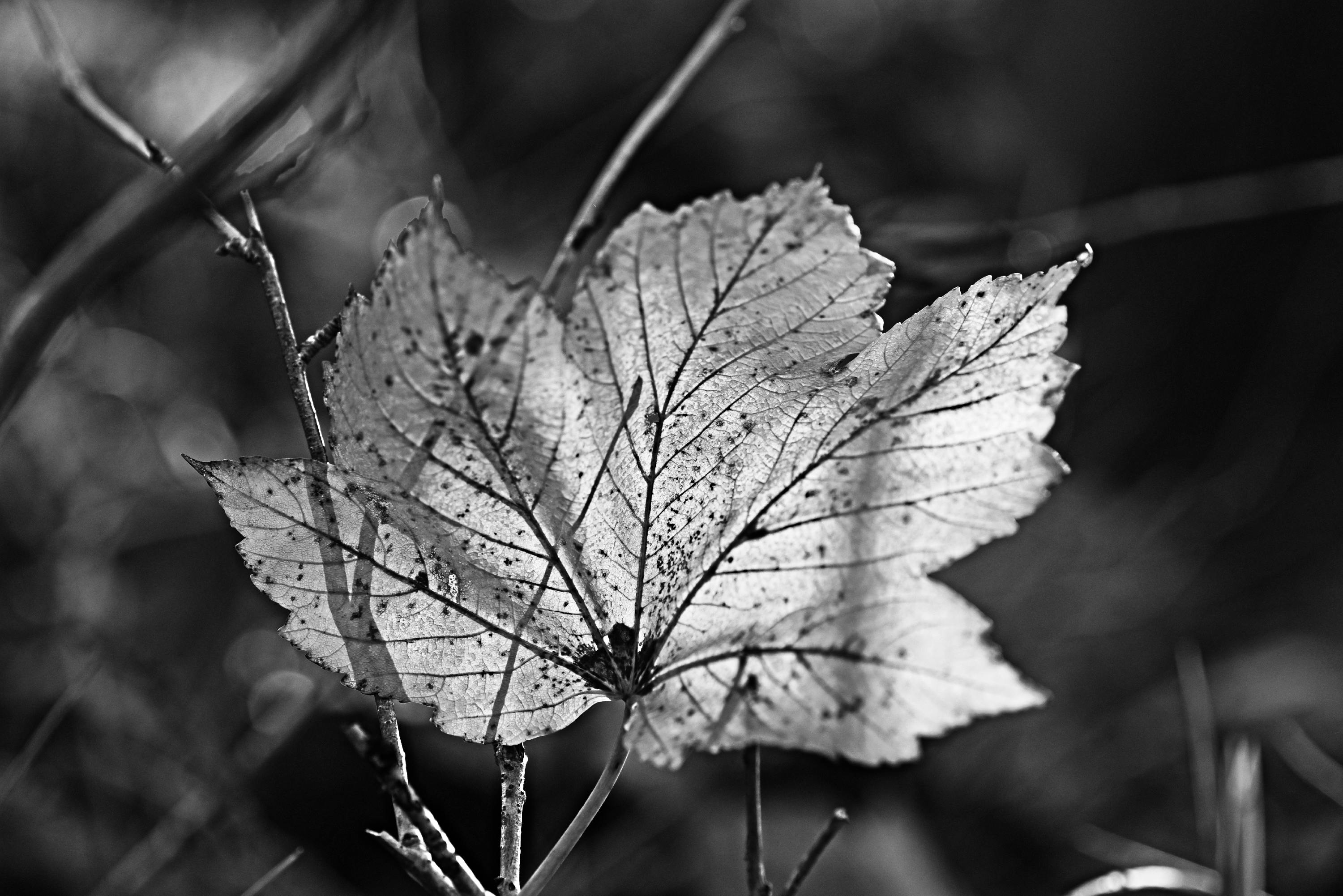 Mabel Amber - 攝影