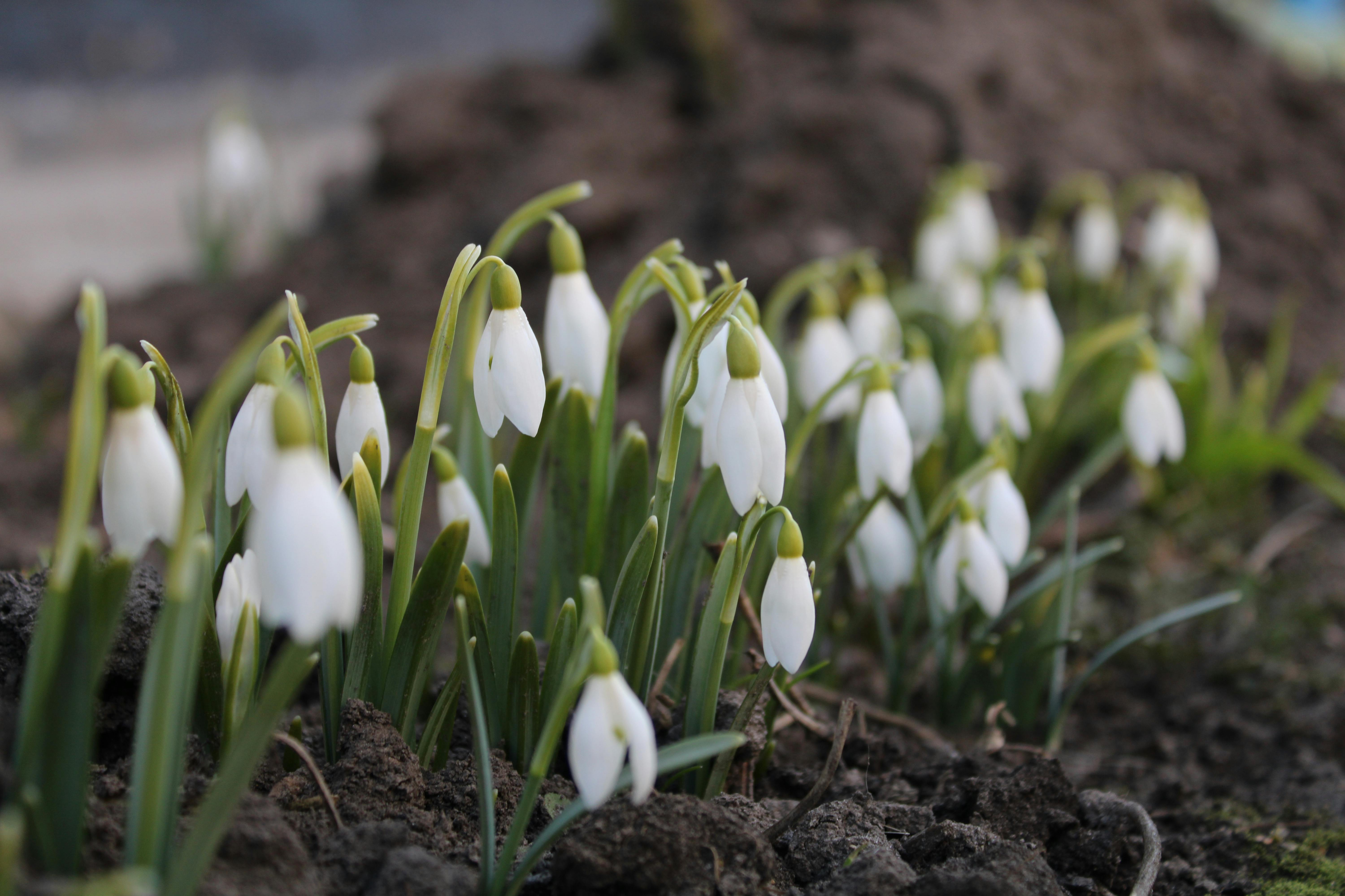 Snowdrops Blooming in Early Spring · Free Stock Photo