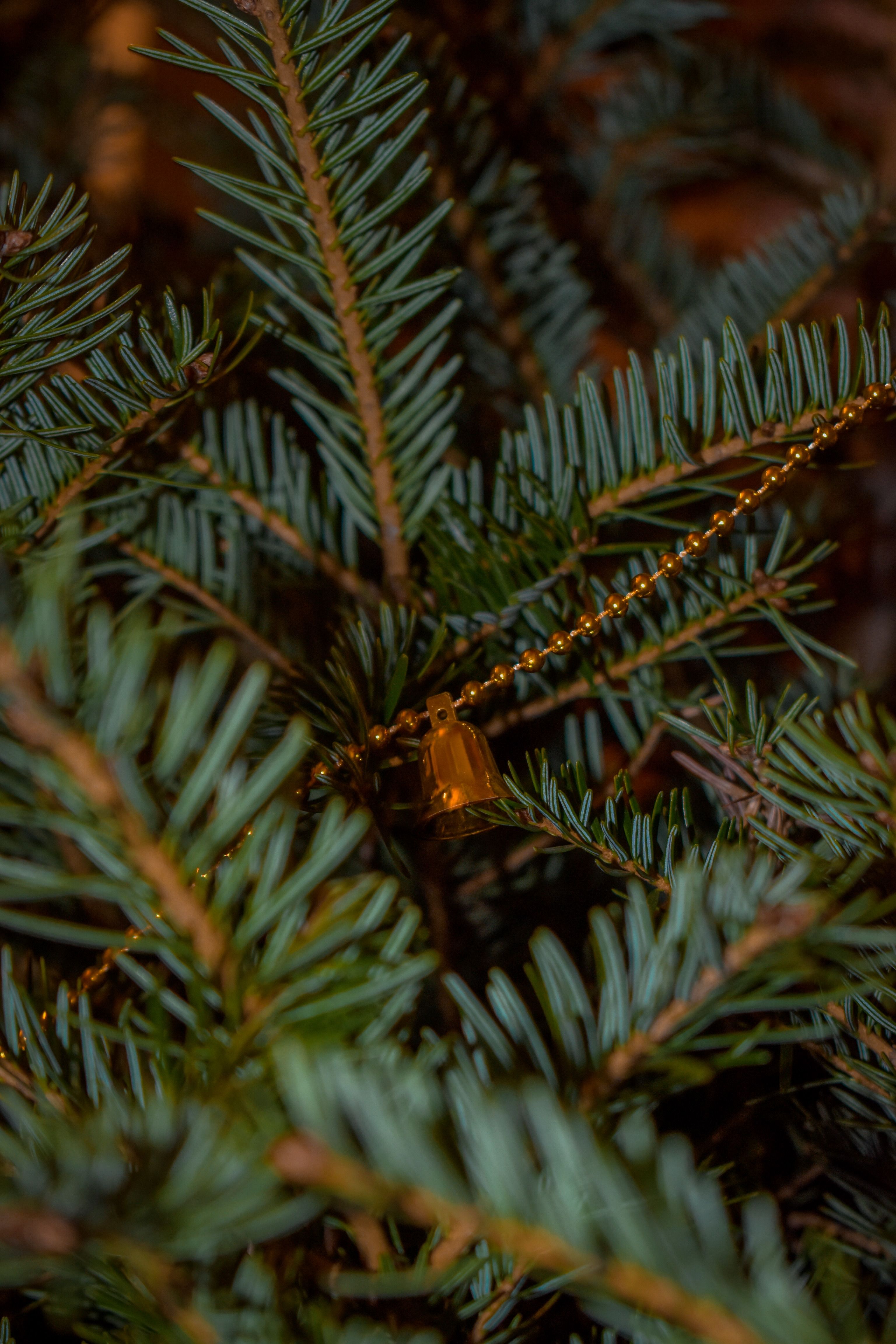 Close-up of Ornaments and Lights on a Christmas Tree · Free Stock Photo