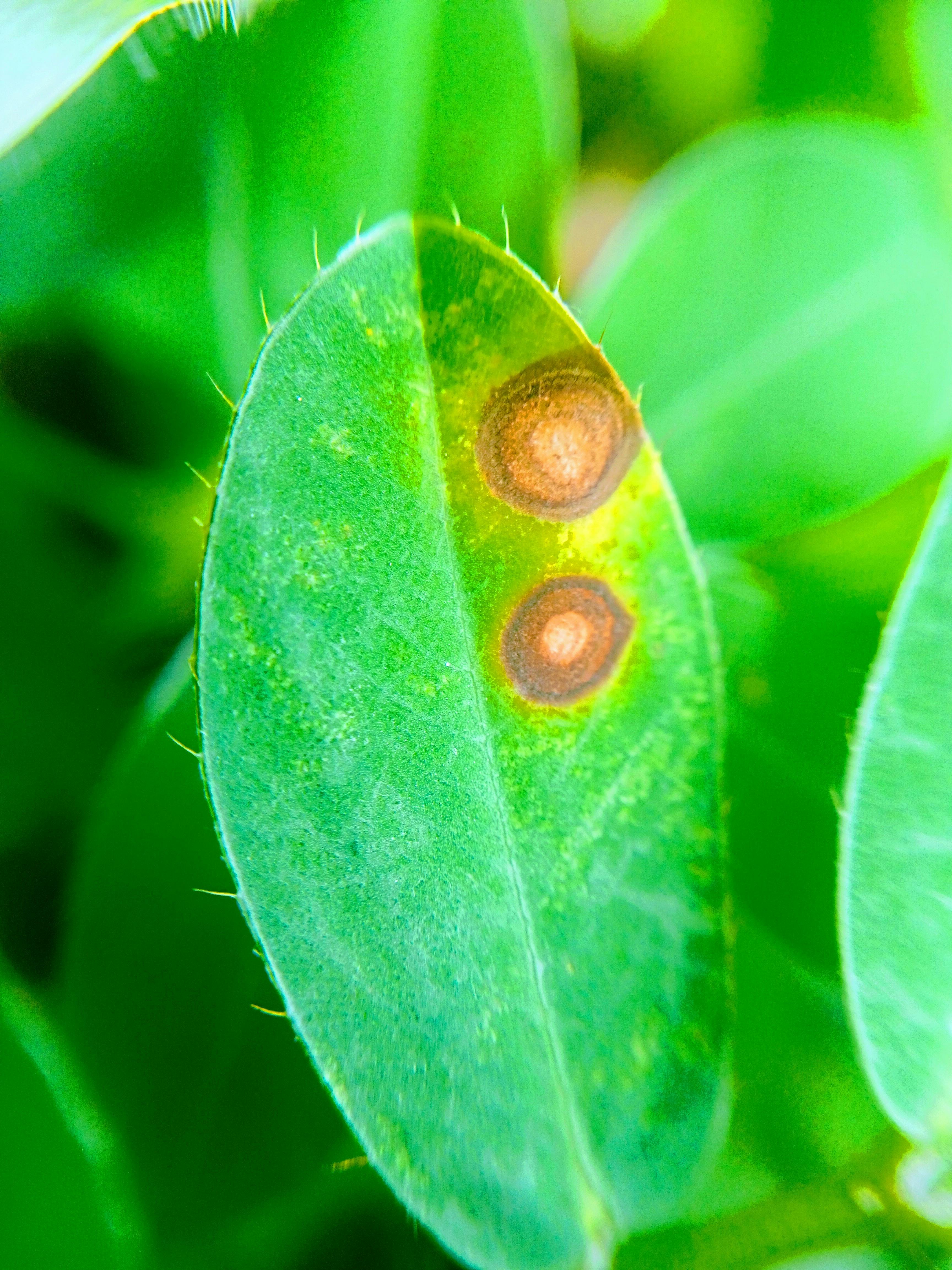 Flora 3 Photos & Videos Collected by Jeff Je