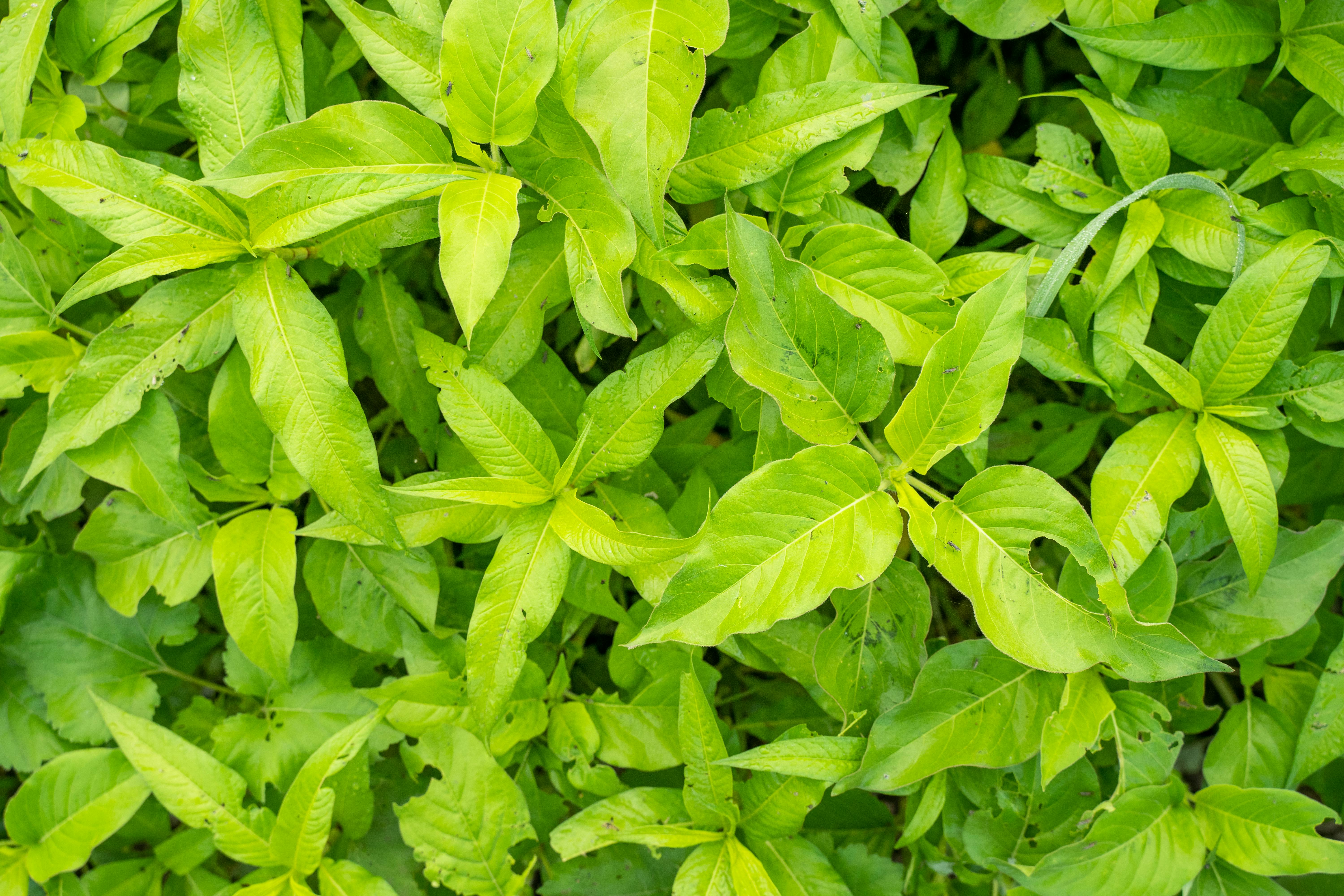 Background Texture Aero Photos, Download The BEST Free Background ...