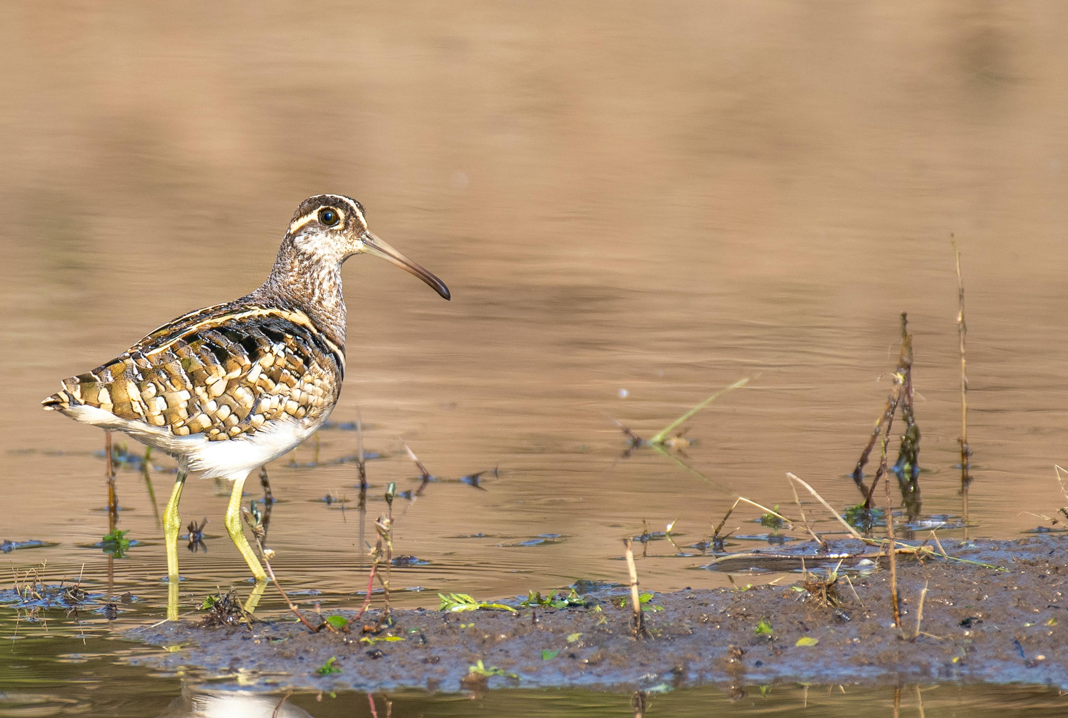 Snipes Photos, Download The BEST Free Snipes Stock Photos & HD Images