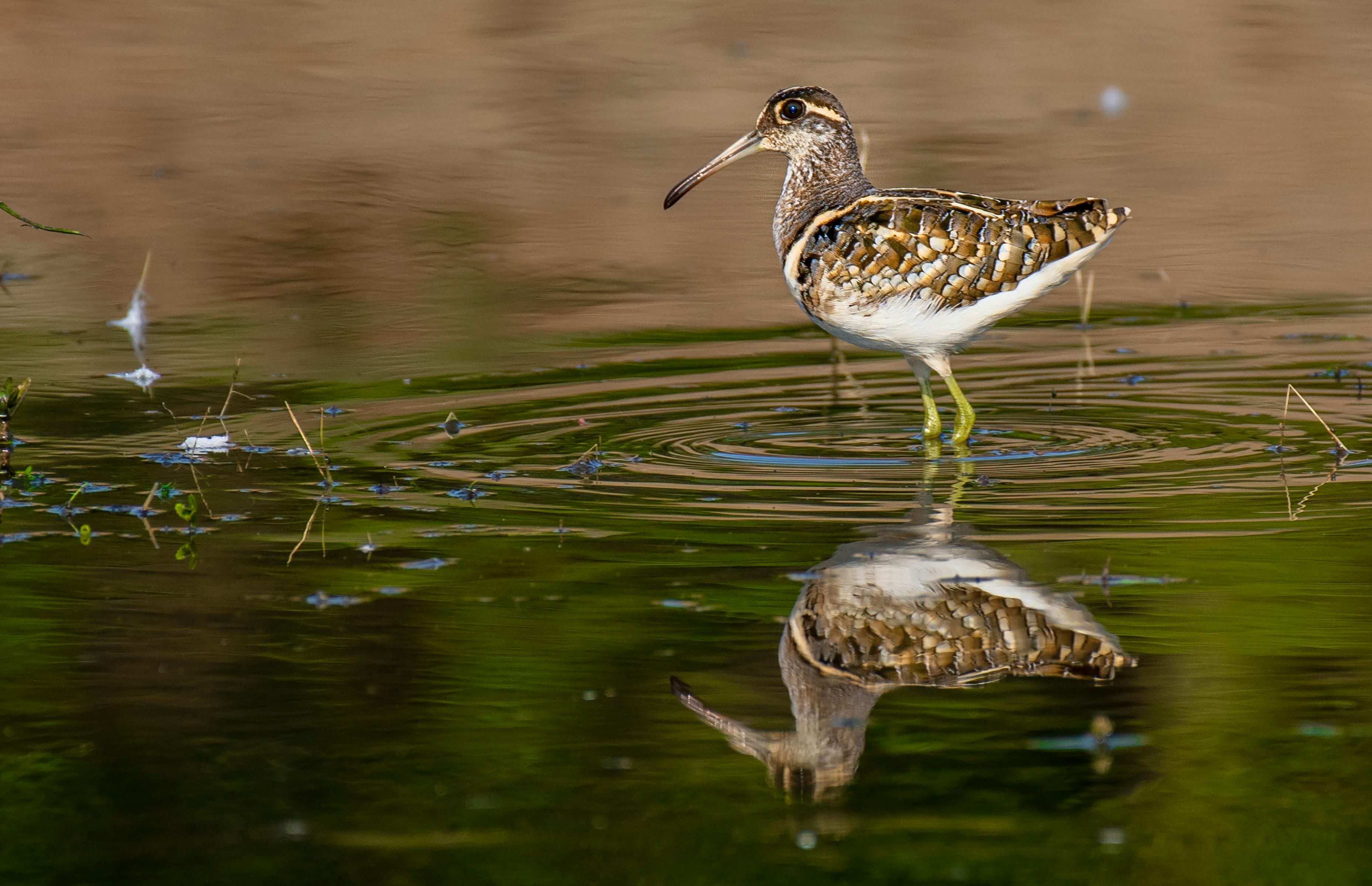 Snipes Photos, Download The BEST Free Snipes Stock Photos & HD Images