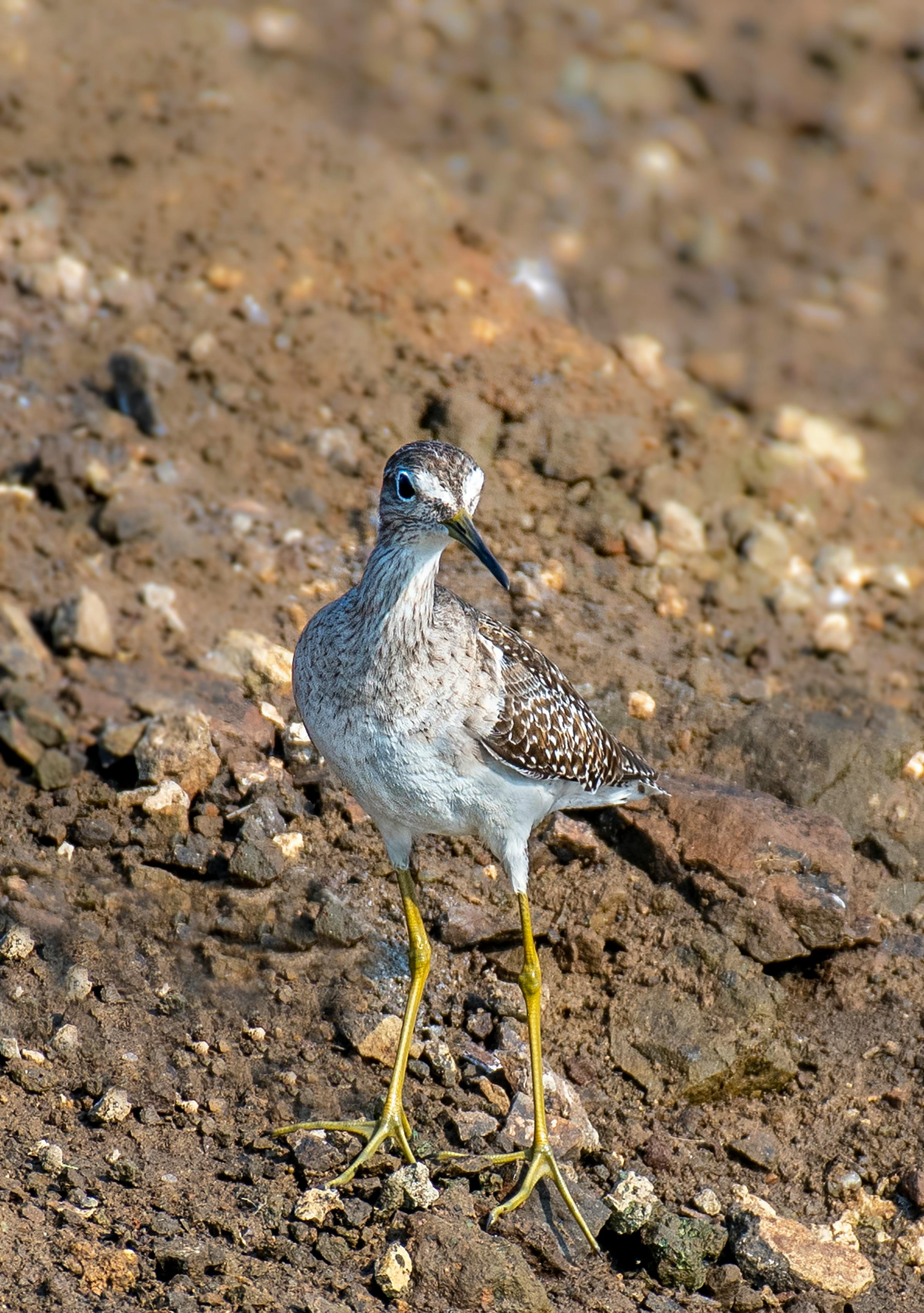 Close-up of a Greater Painted-snipe · Free Stock Photo