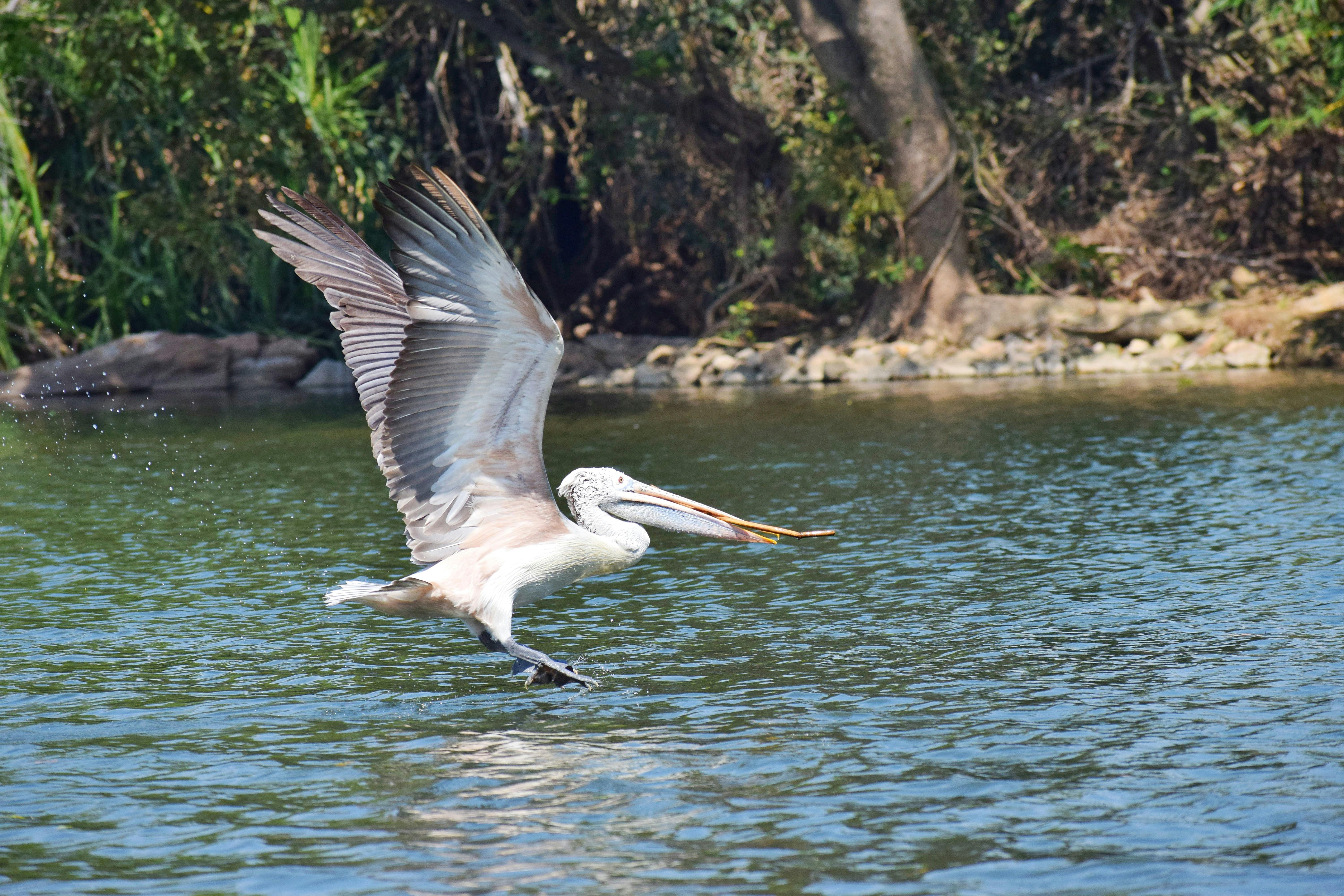Pelican Landing on Water · Free Stock Photo