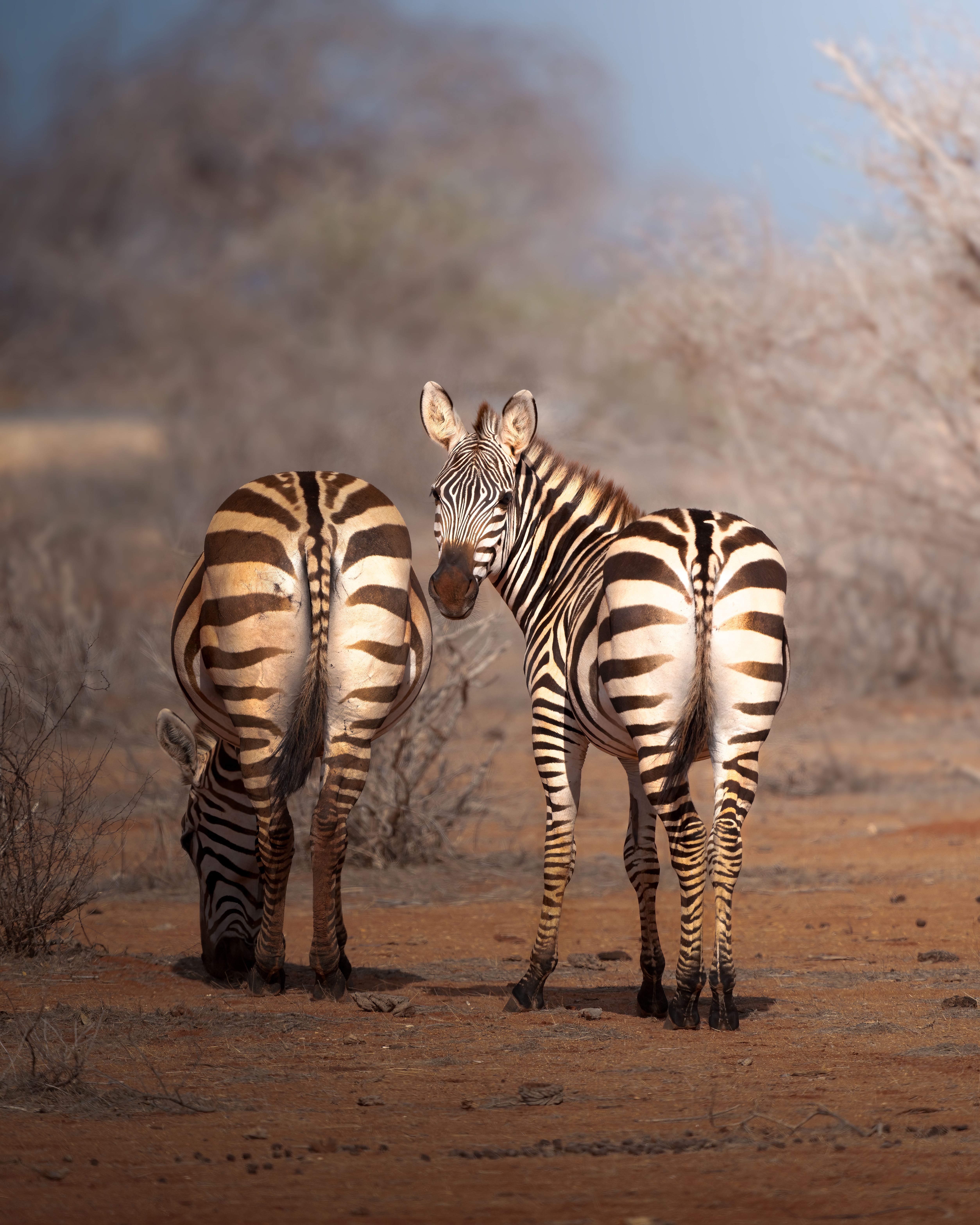 Close-Up Shot of Zebras · Free Stock Photo