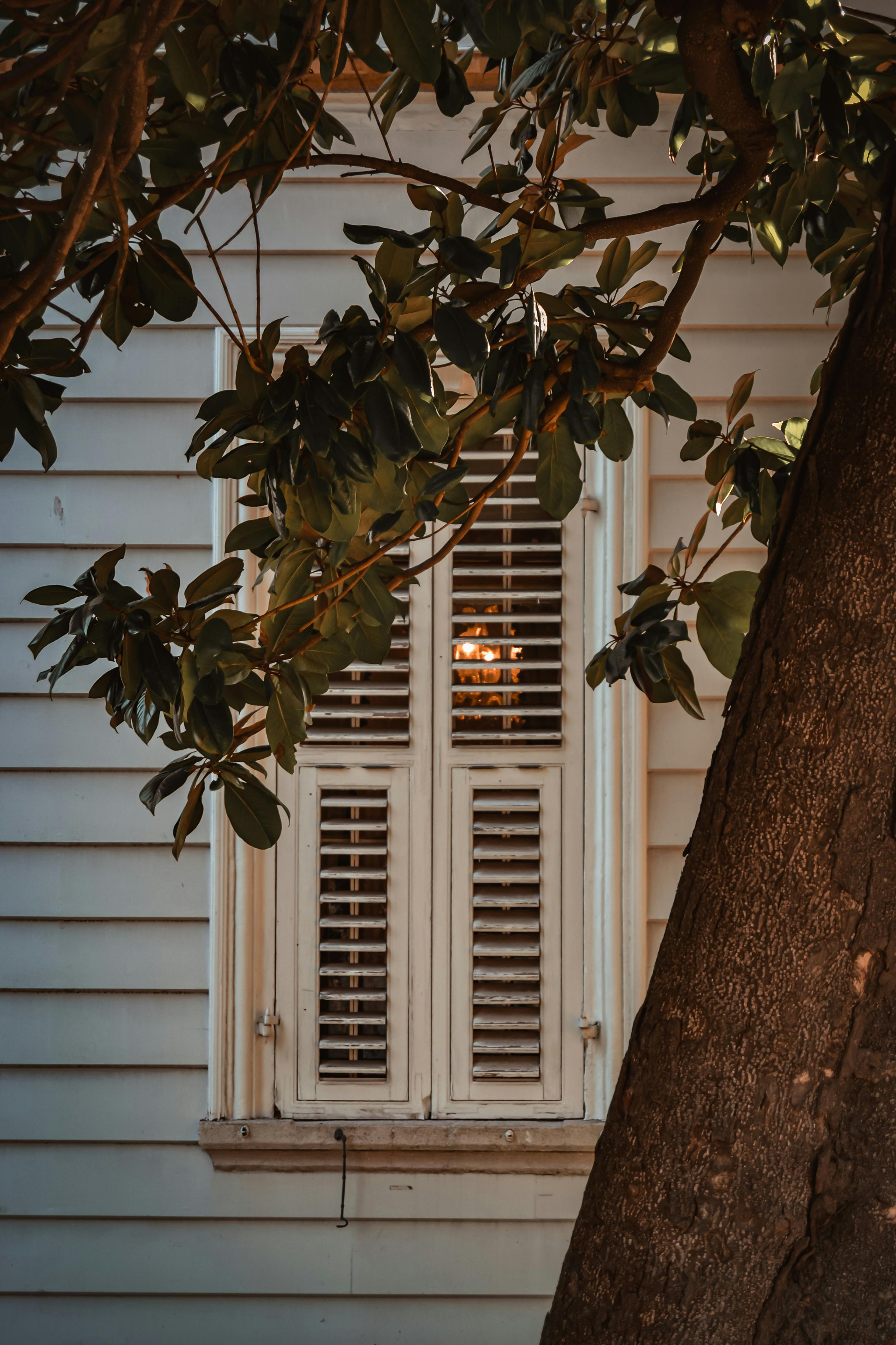 Exterior of a Traditional House behind a Tree · Free Stock Photo