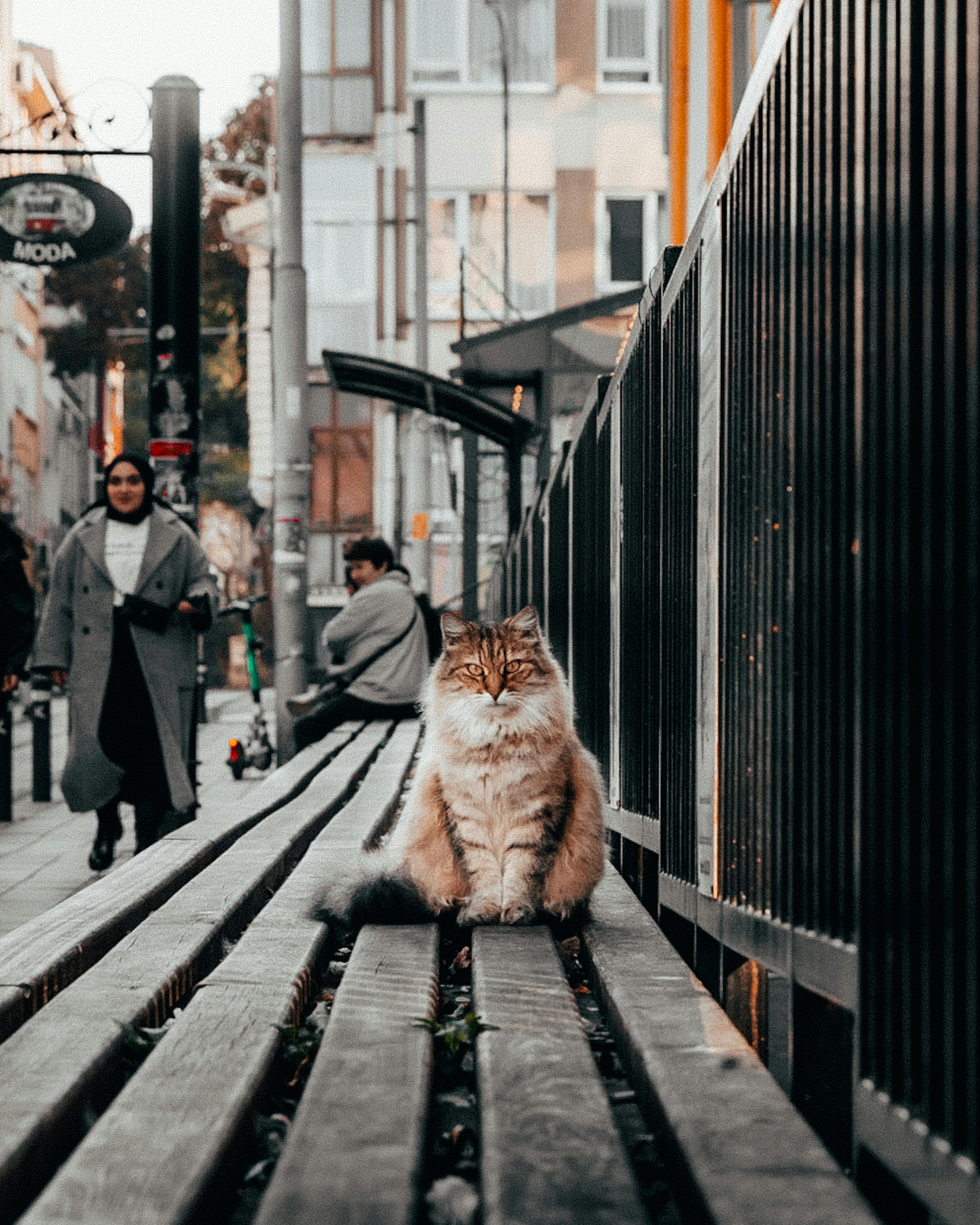 A Cat Sitting on the Bench · Free Stock Photo