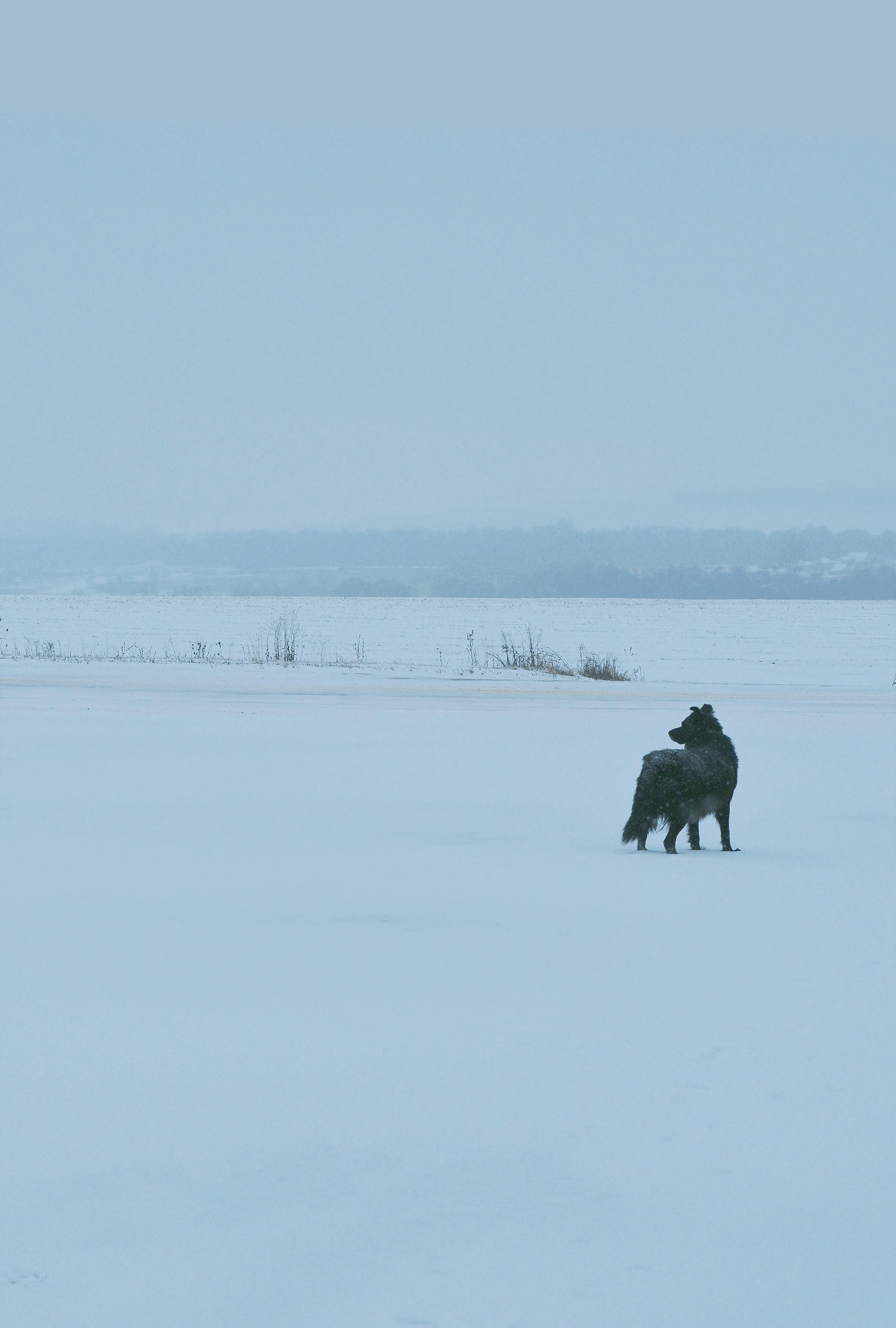 All Types Of Pets Photos, Download The BEST Free All Types Of Pets ...