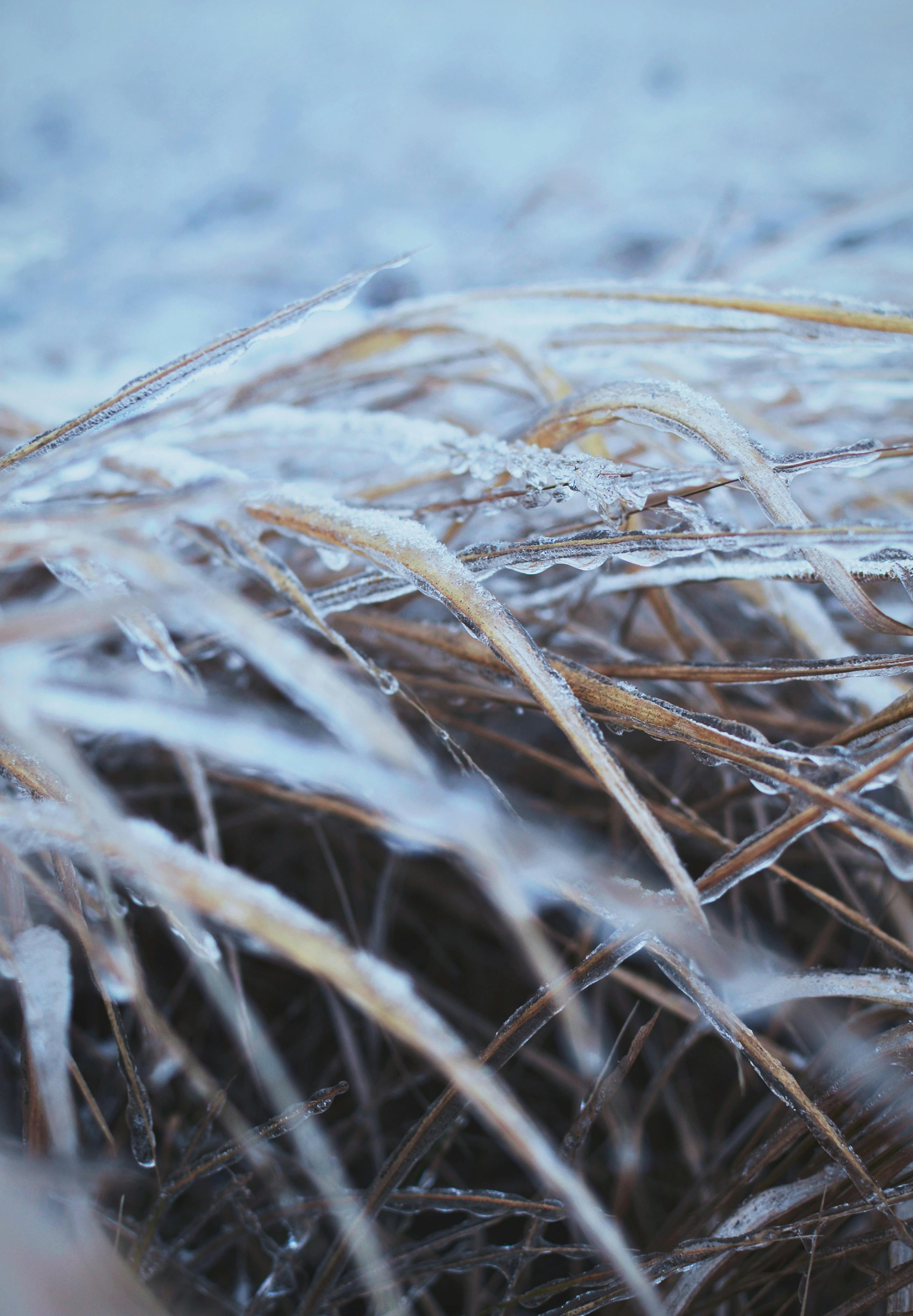 Melting Frost on Grass · Free Stock Photo