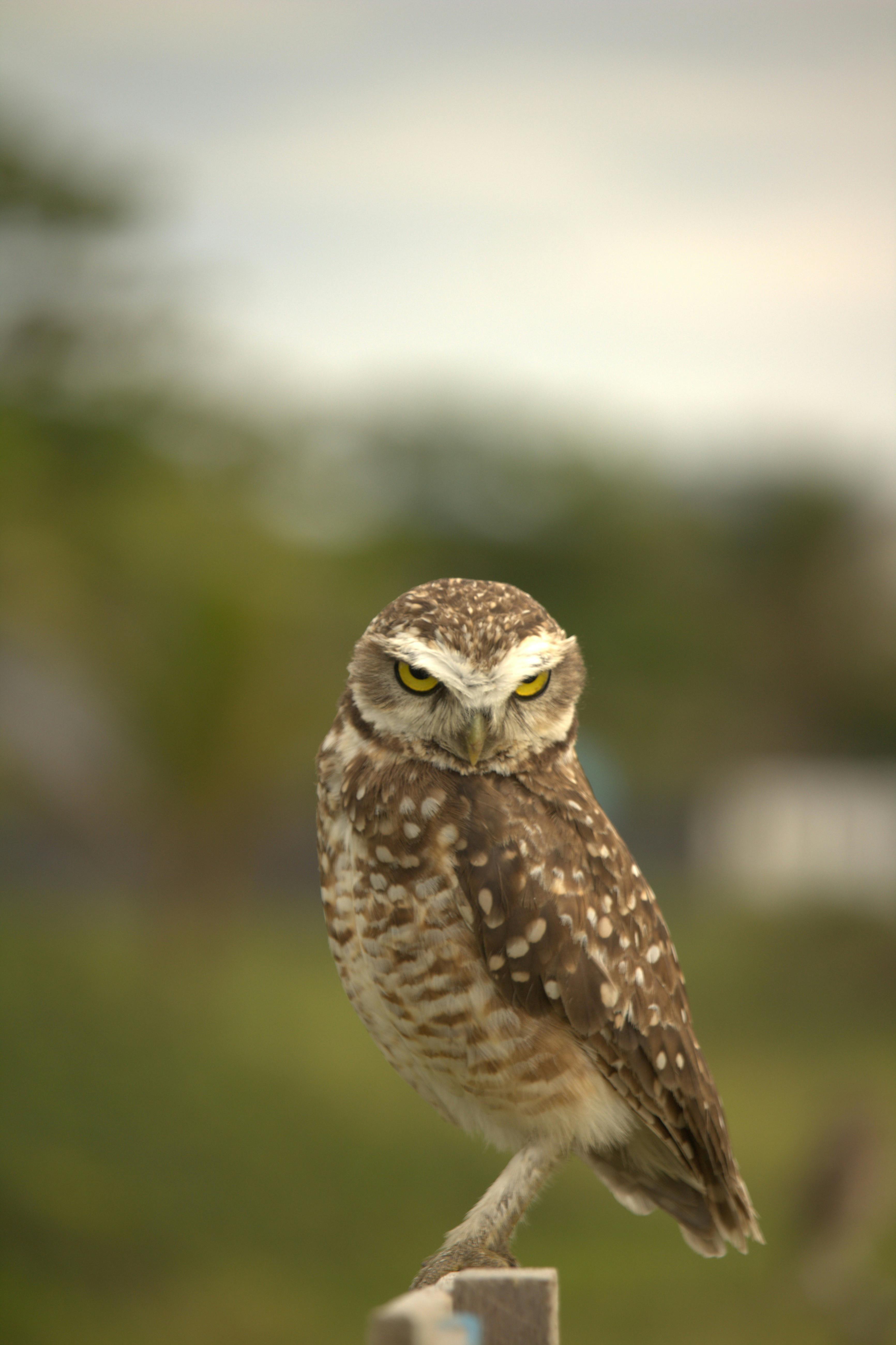 A Burrowing Owl · Free Stock Photo