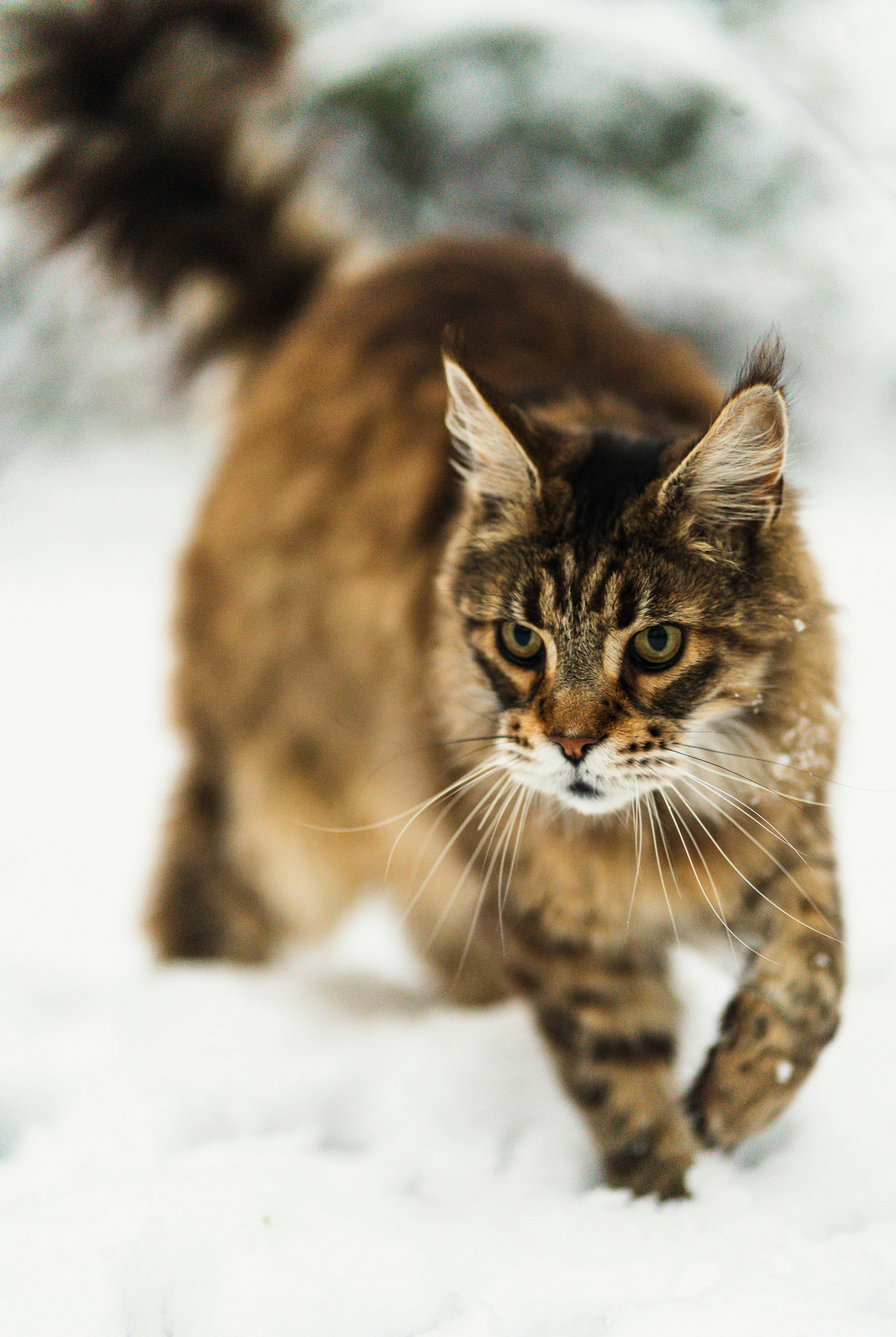 Close Up Photo of Cat on Snow · Free Stock Photo