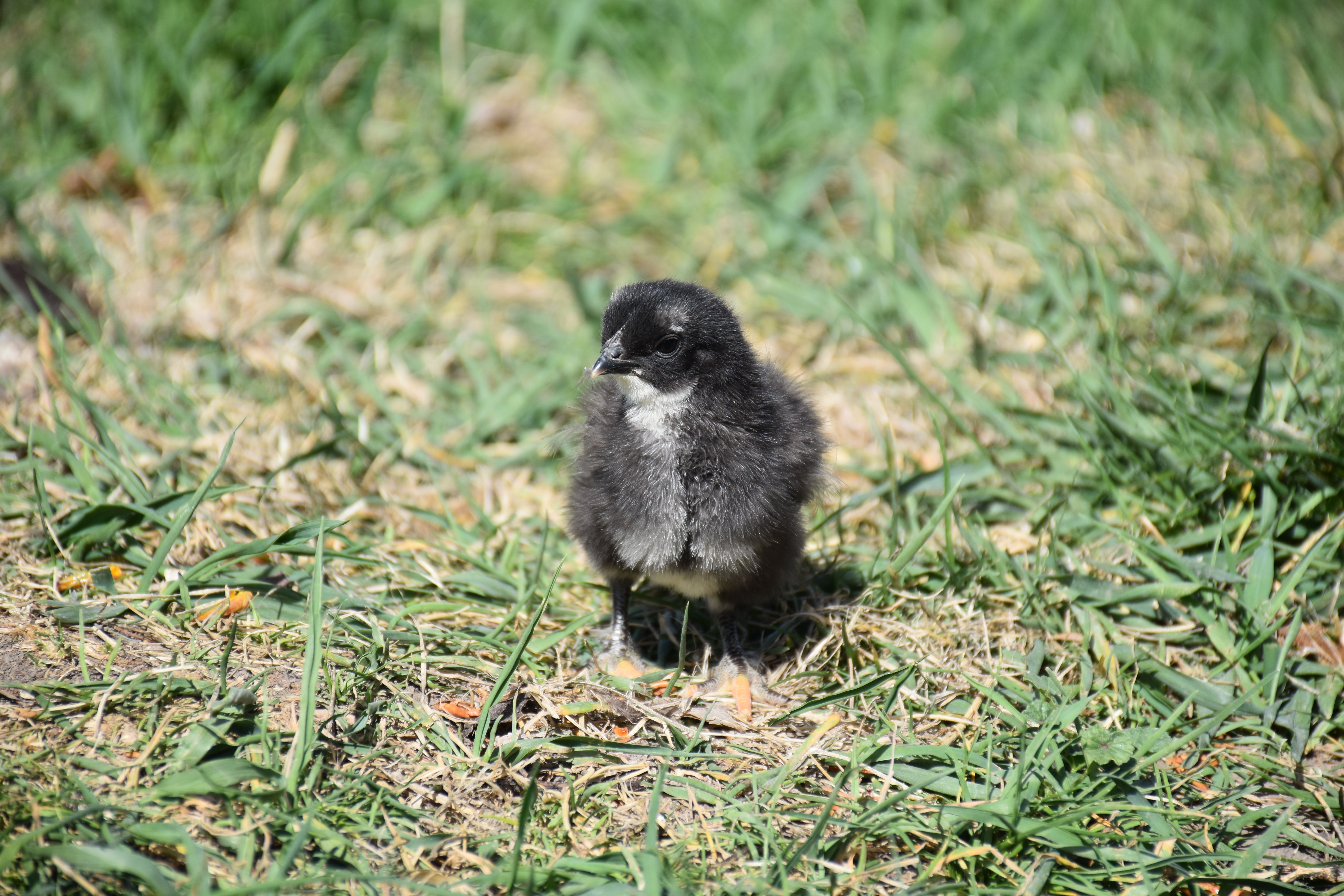 Close-up Shot of Black Chick on Green Field · Free Stock Photo
