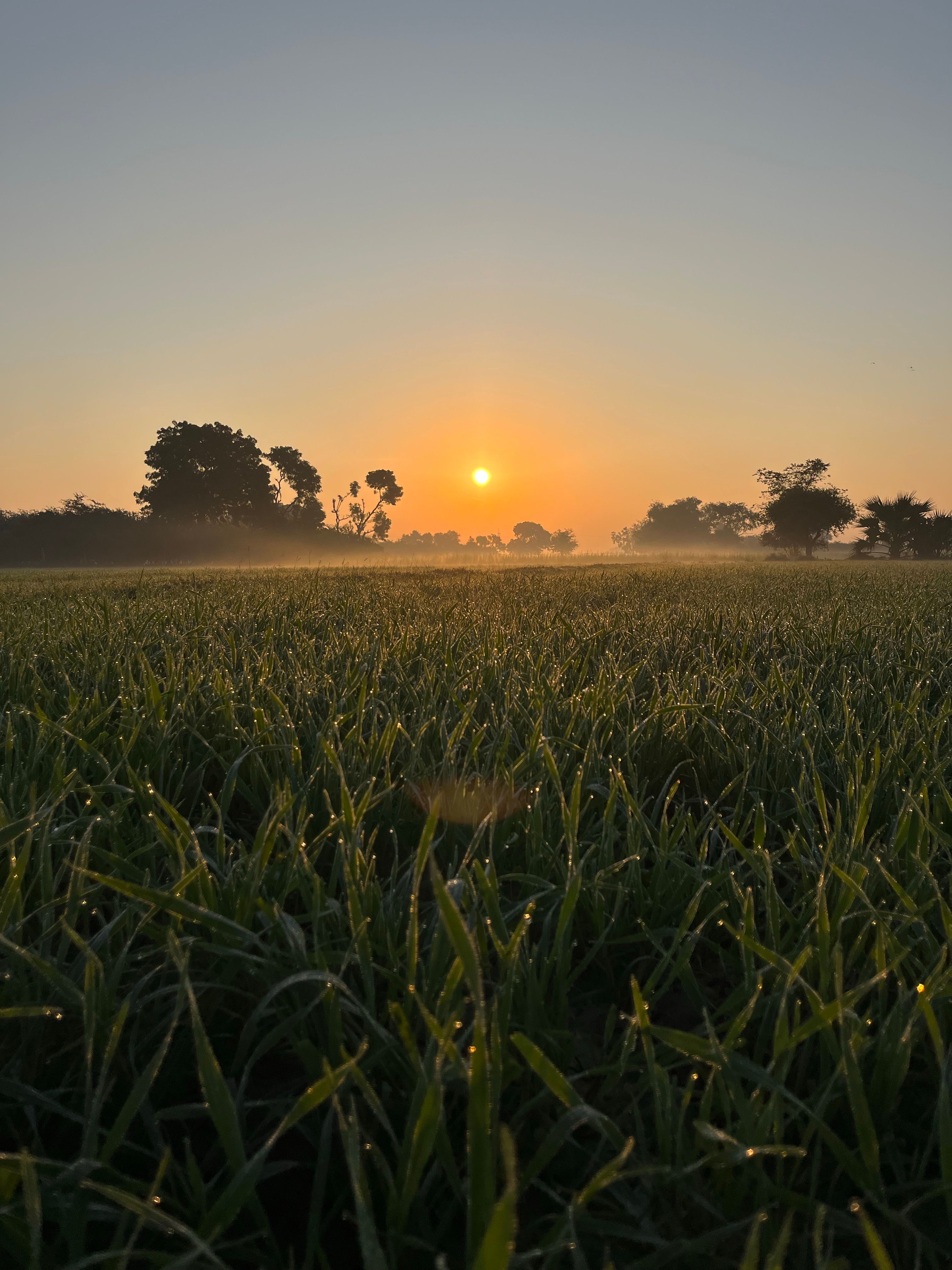 Dew Trees Photos, Download The BEST Free Dew Trees Stock Photos & HD Images