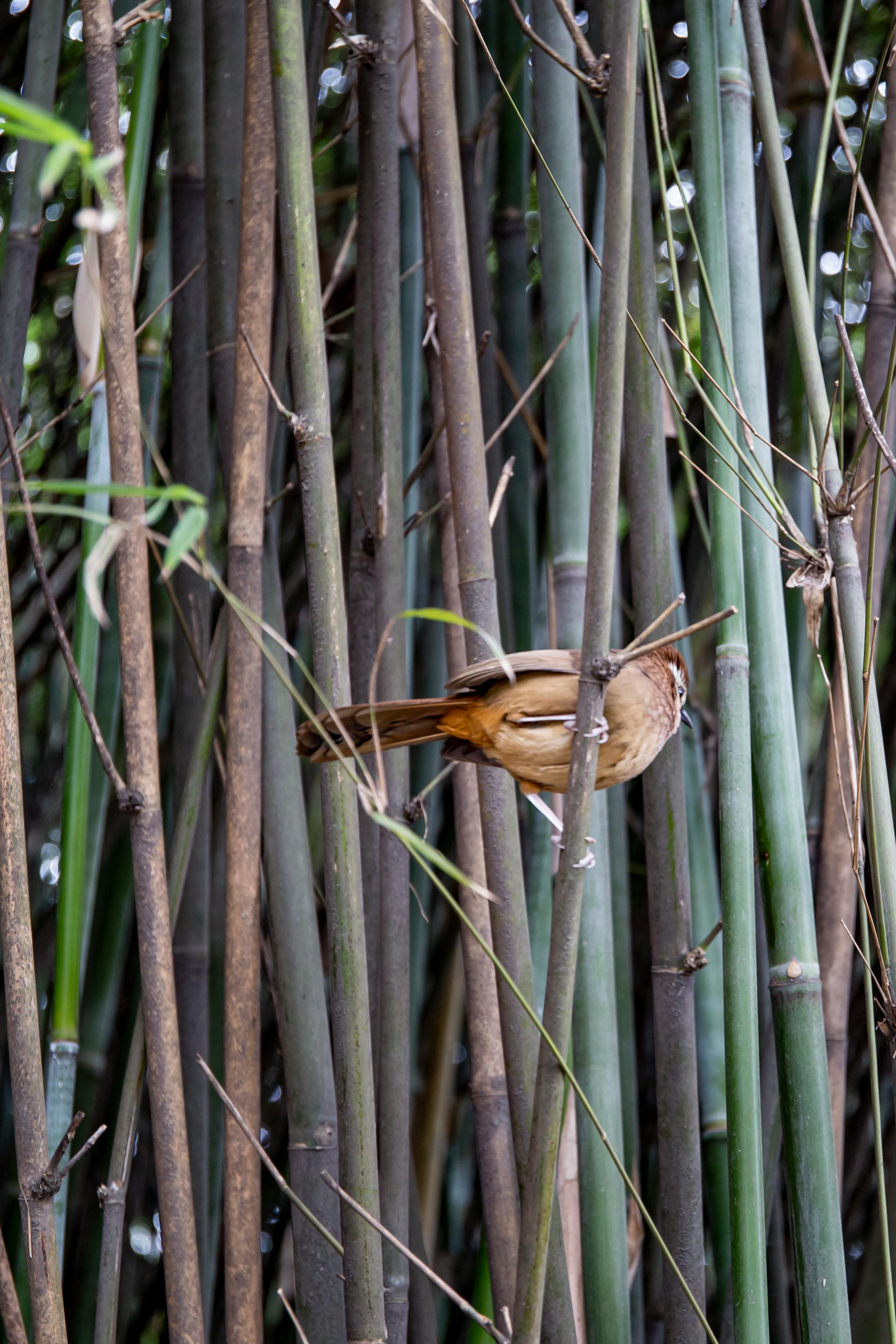 Brown Bird Perched on Bamboos · Free Stock Photo