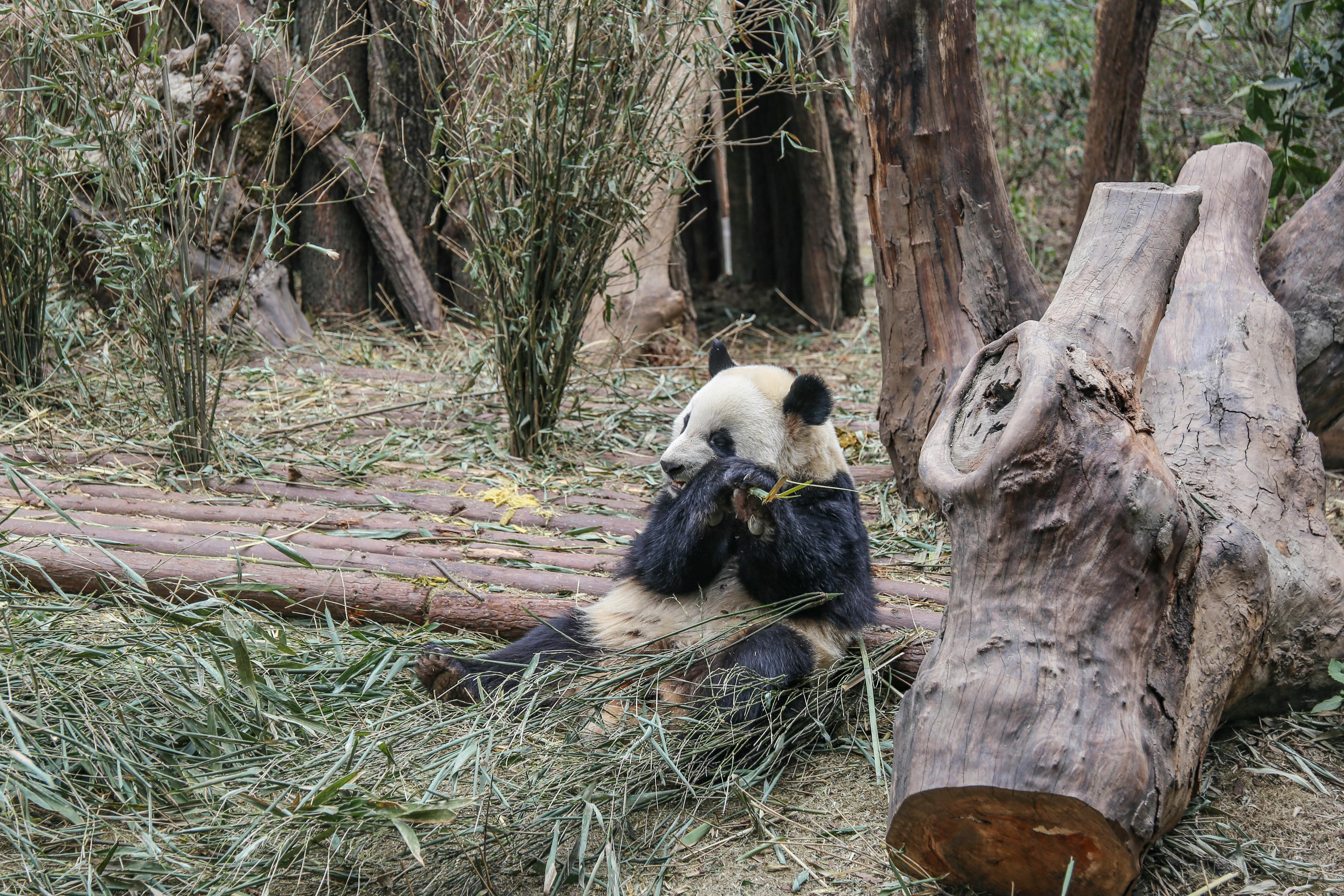 Panda behind a Tree · Free Stock Photo
