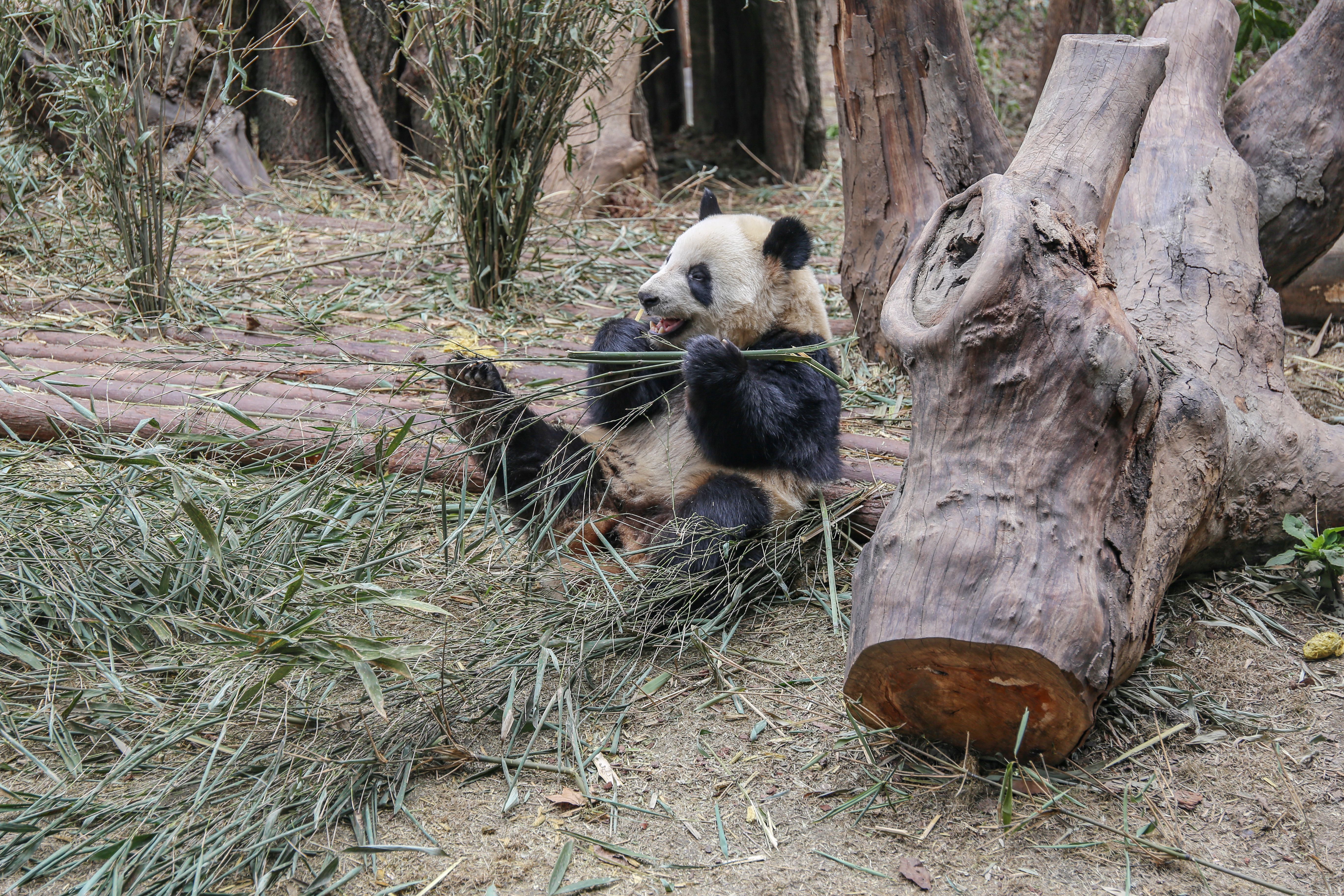 A Panda Sitting Beside the Cut Tree Trunk · Free Stock Photo