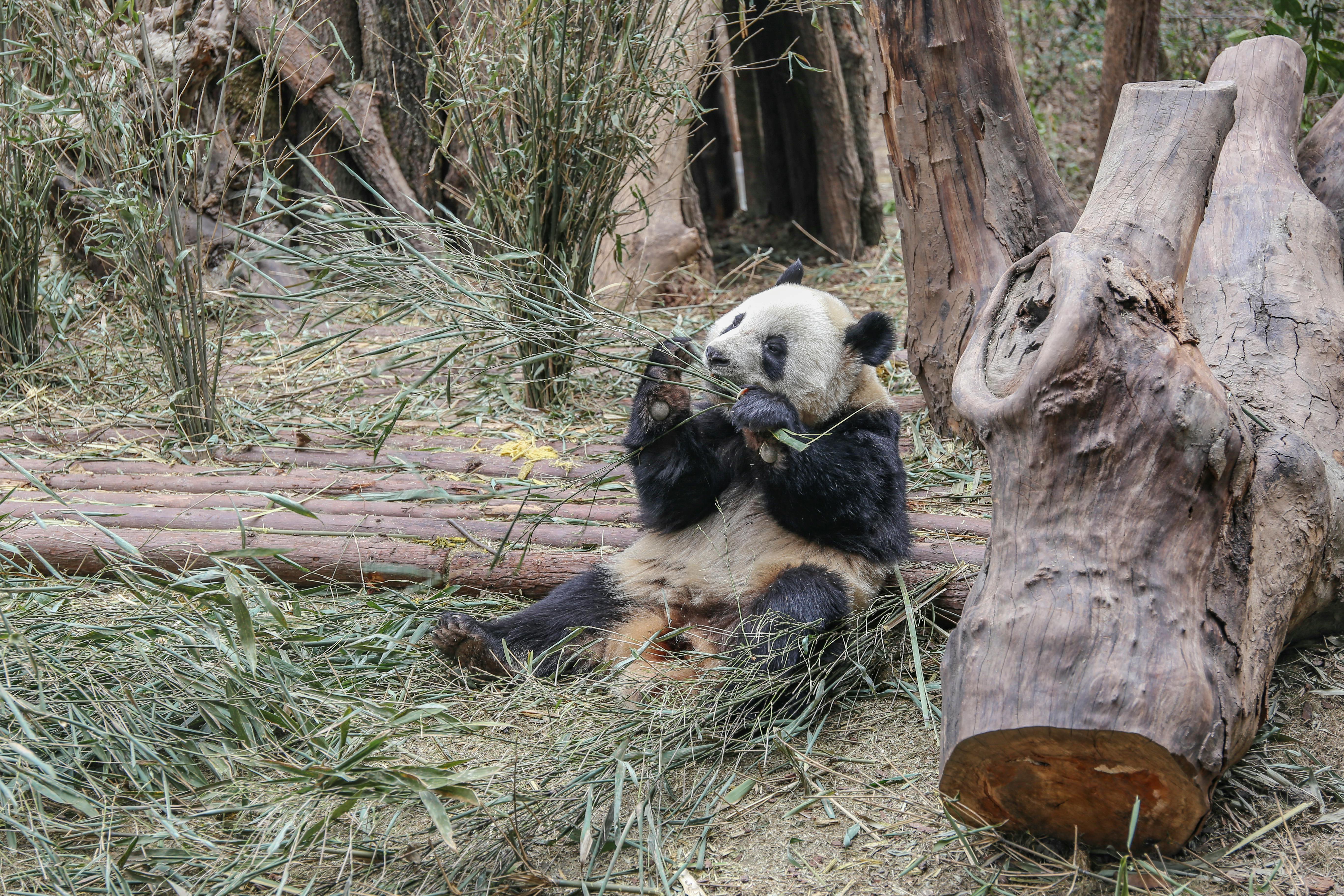 Photograph of a Panda Eating · Free Stock Photo