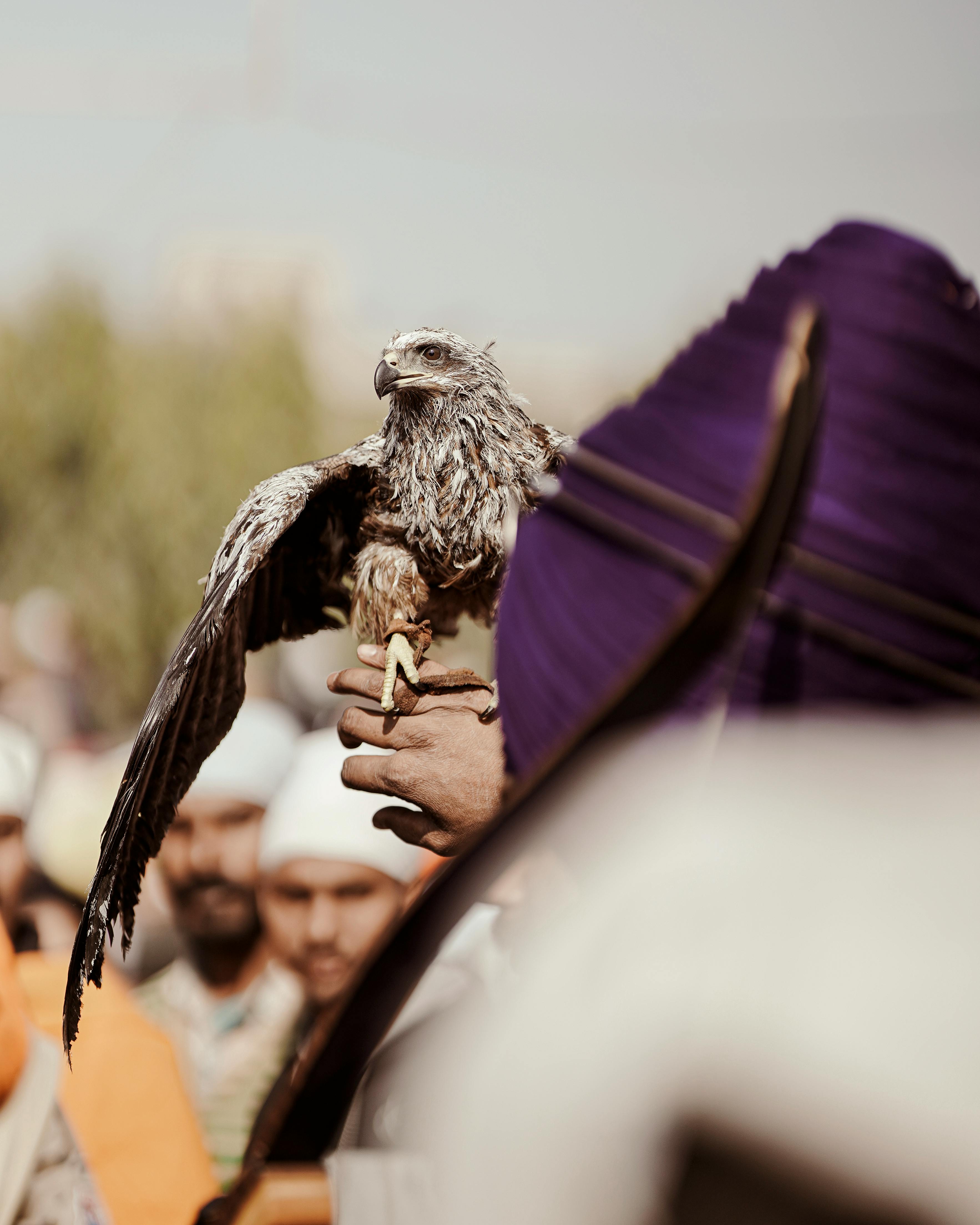 Hand with Falcon · Free Stock Photo